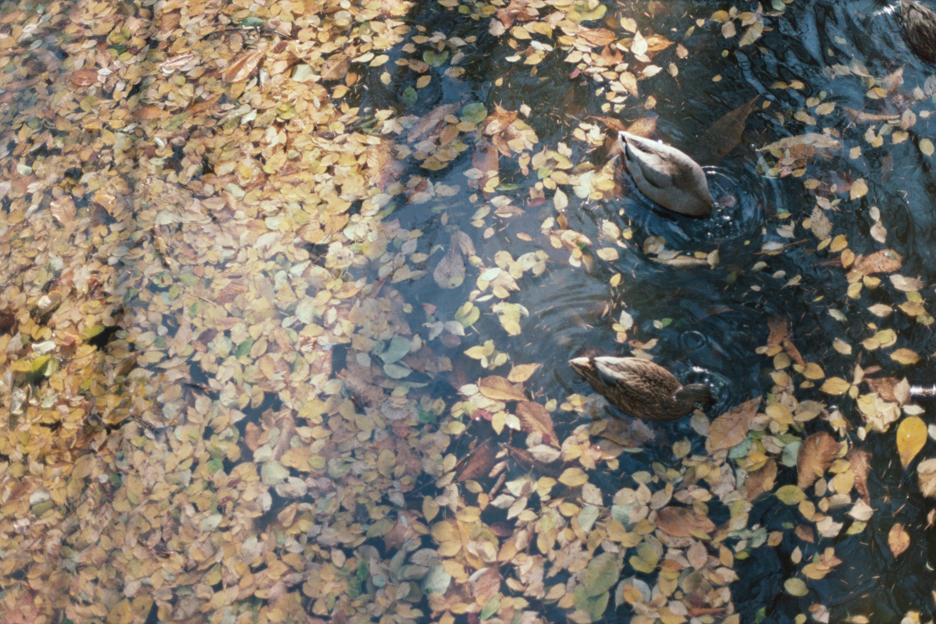 Autumn Drift: Two Ducks Among Leaf-Laced Water