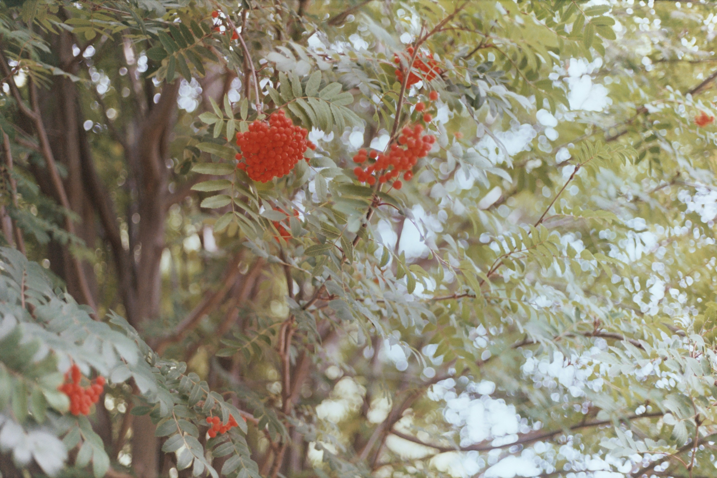 Scarlet Berries in Dappled Afternoon Light Among Green Leaves