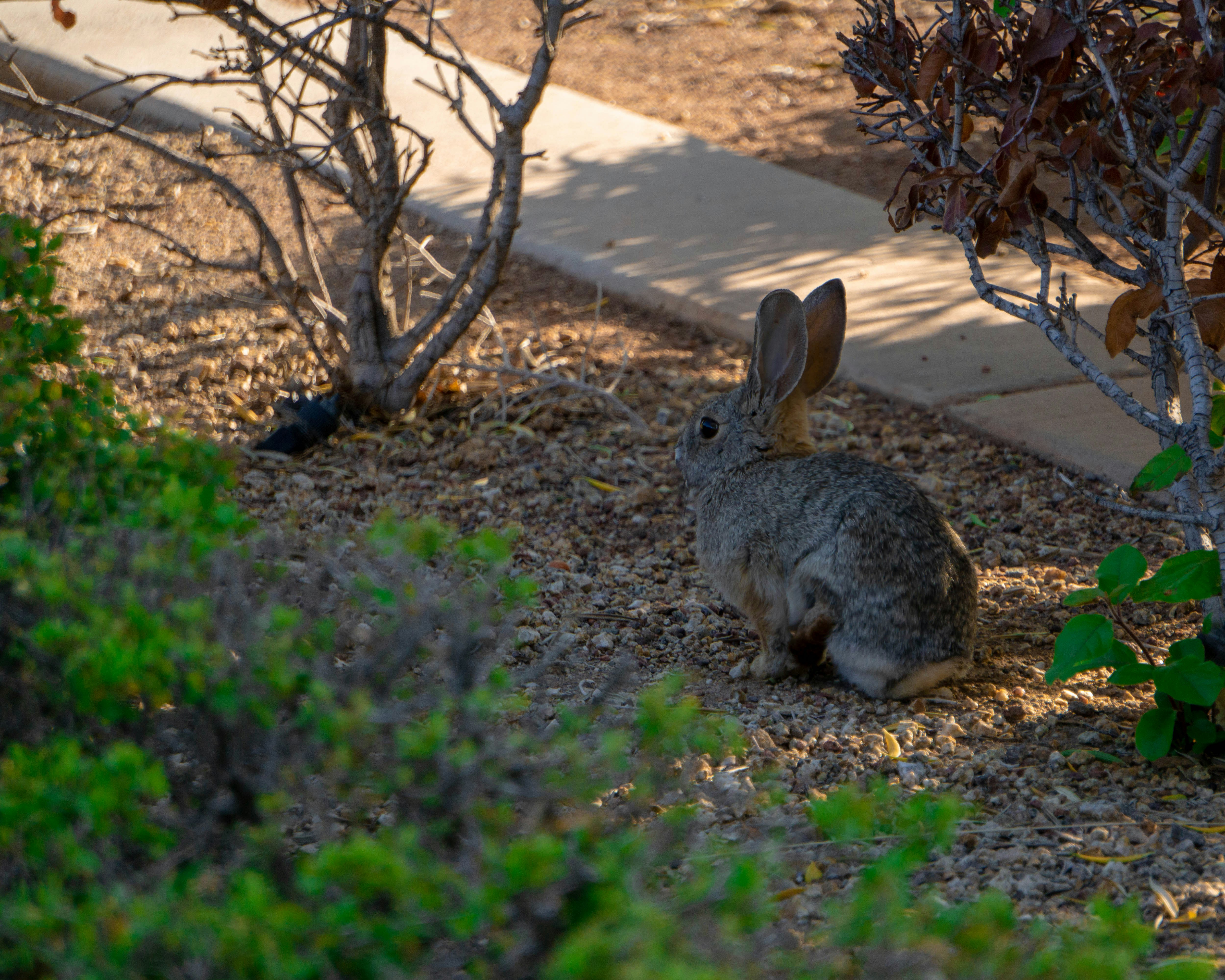 Garden Hare at the Edge of the Sunlit Path