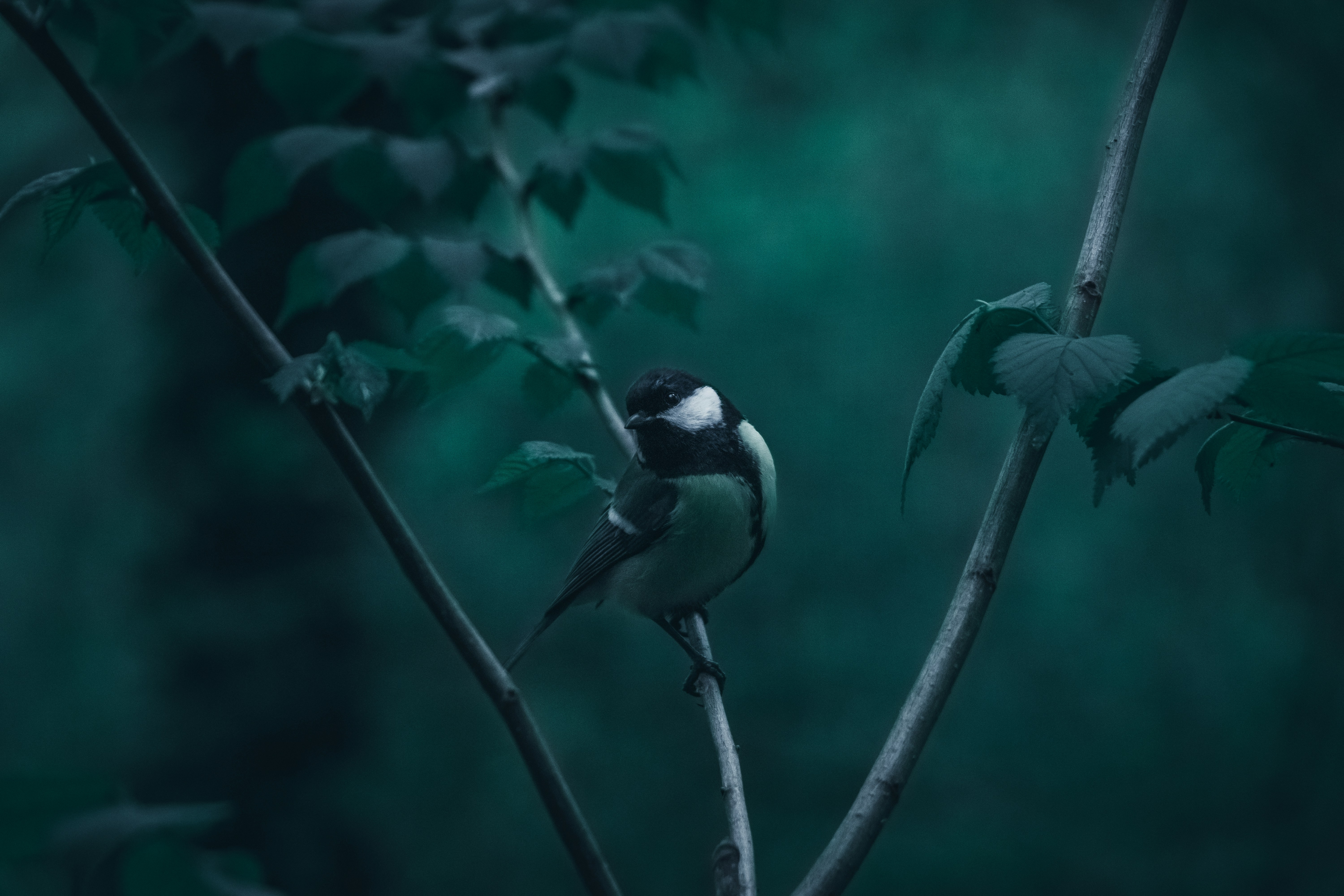 A tit perched on a slender branch, surrounded by lush green foliage in a dimly lit forest. The serene ambiance enhances the bird's delicate features.