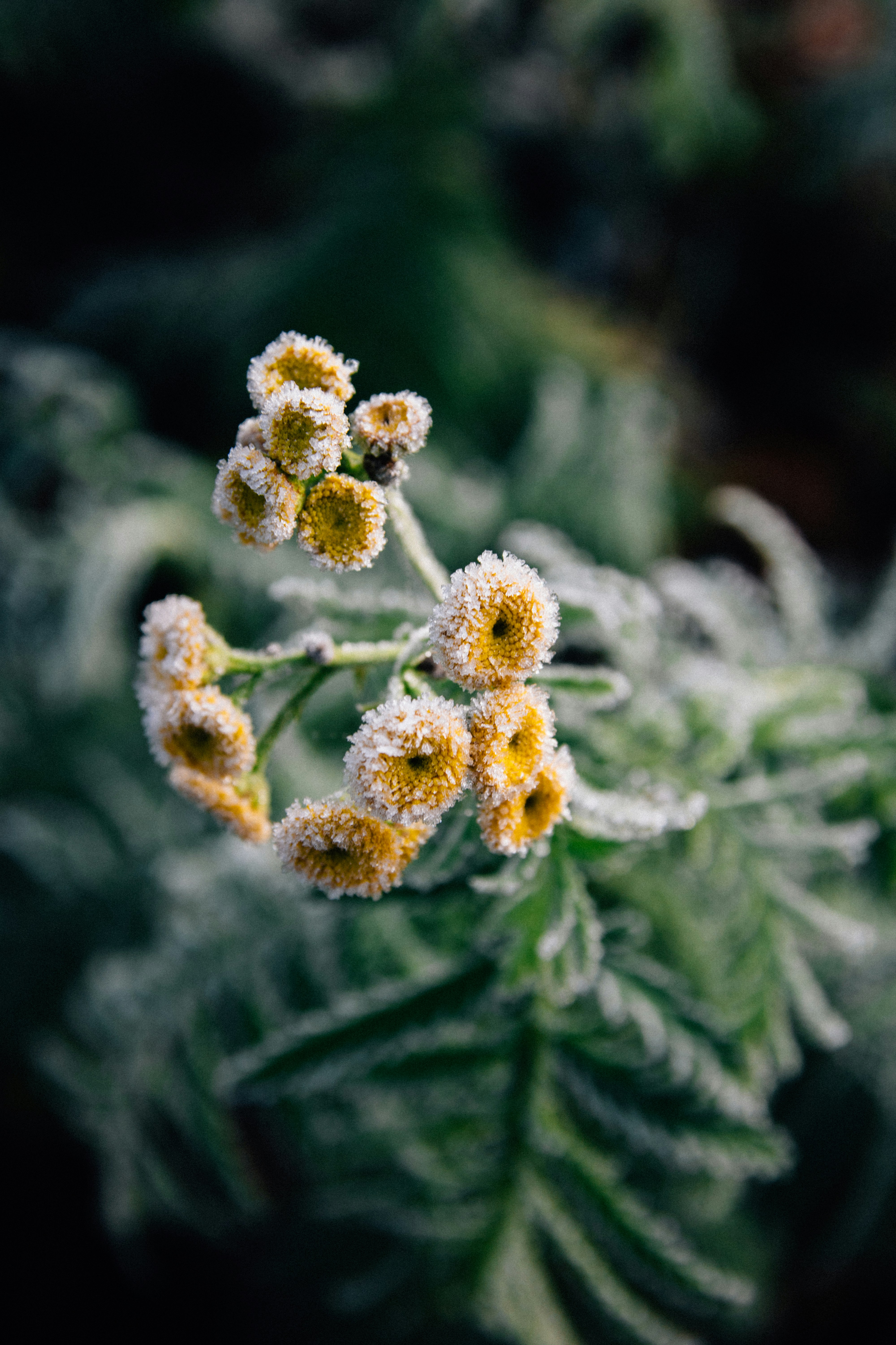 Frost Pictures | Download Free Images on Unsplash