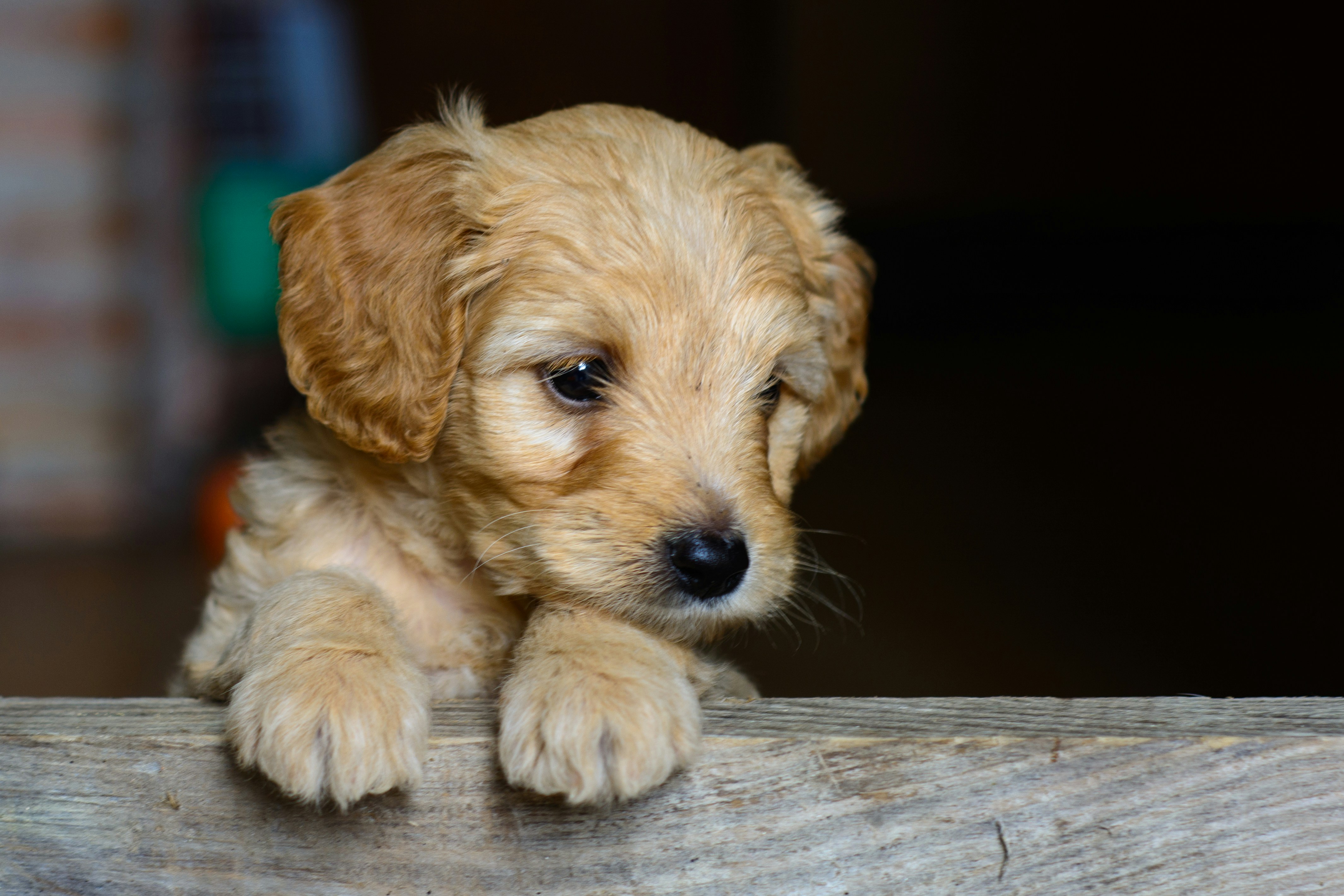 Golden puppy resting its chin on a wooden surface, gazing thoughtfully with soft, expressive eyes.
