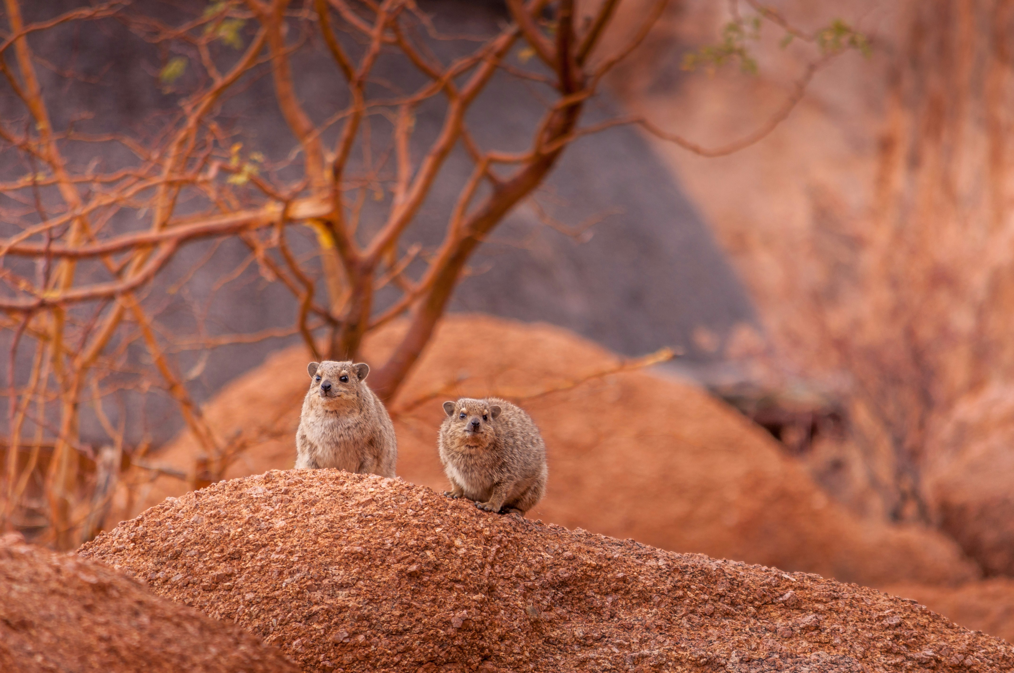 Two curious ground-dwellers perched on a sunlit rock