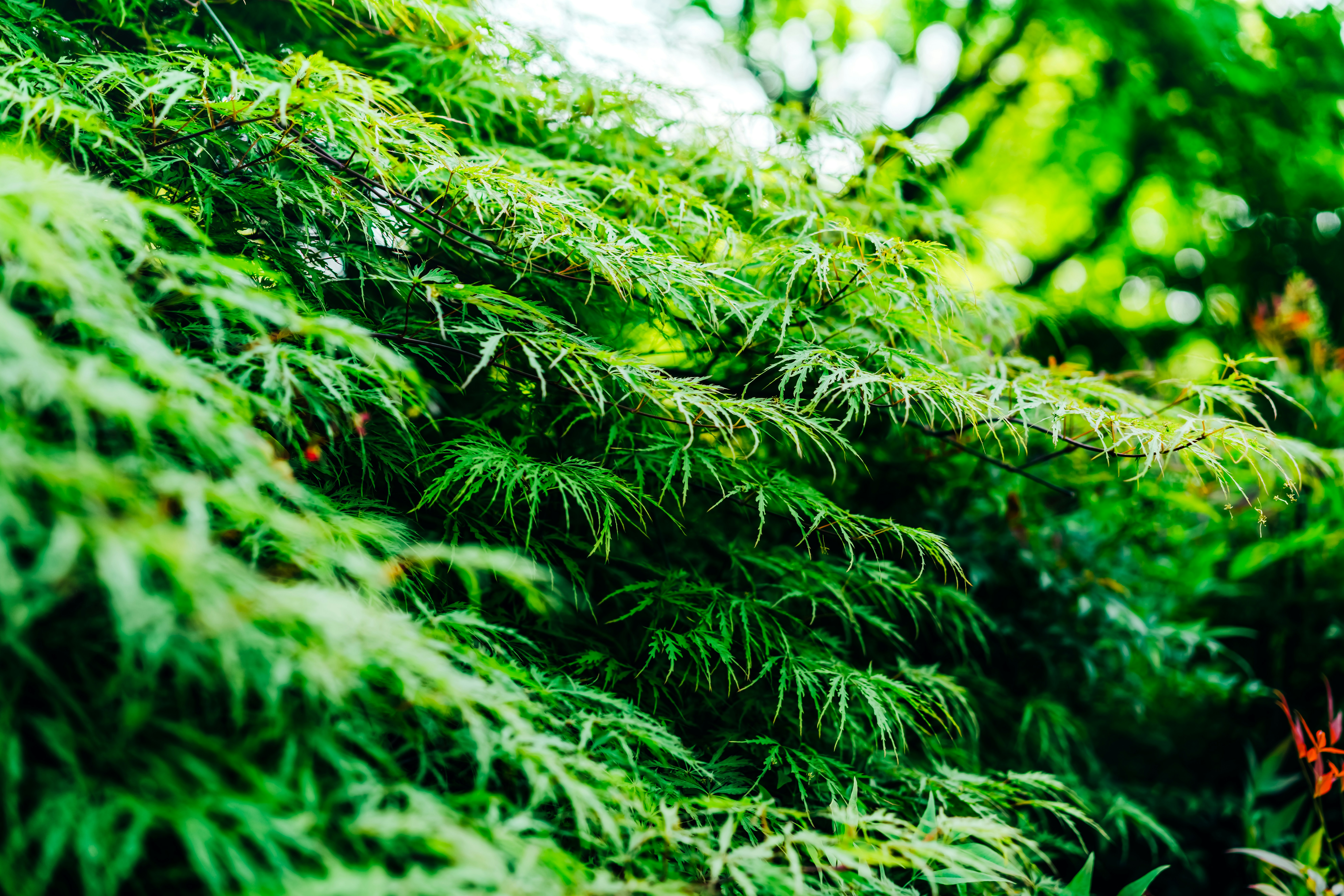 Free Plant Image on Unsplash