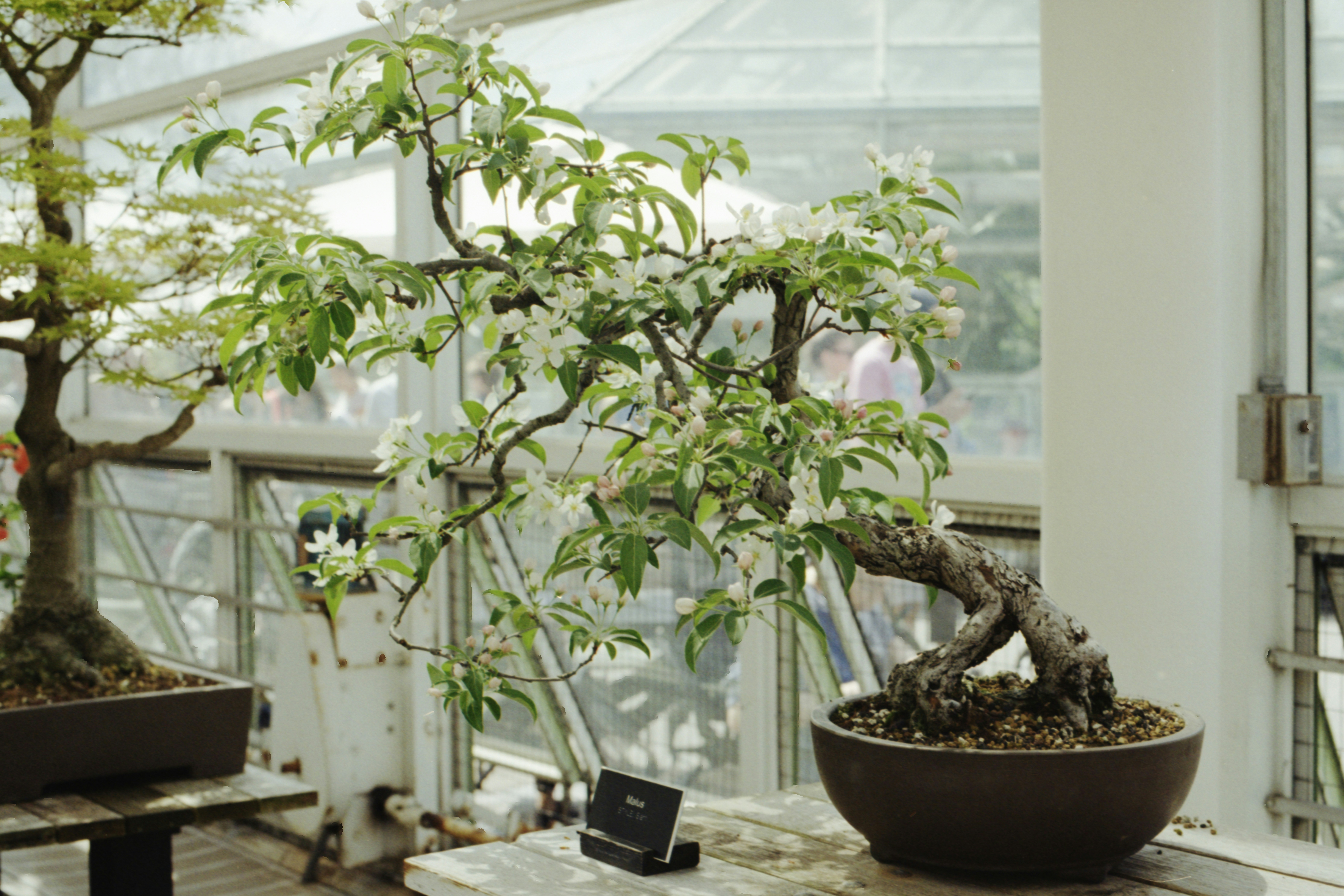 Intricately shaped bonsai tree displayed in a serene greenhouse setting, showcasing its delicate branches and vibrant leaves.