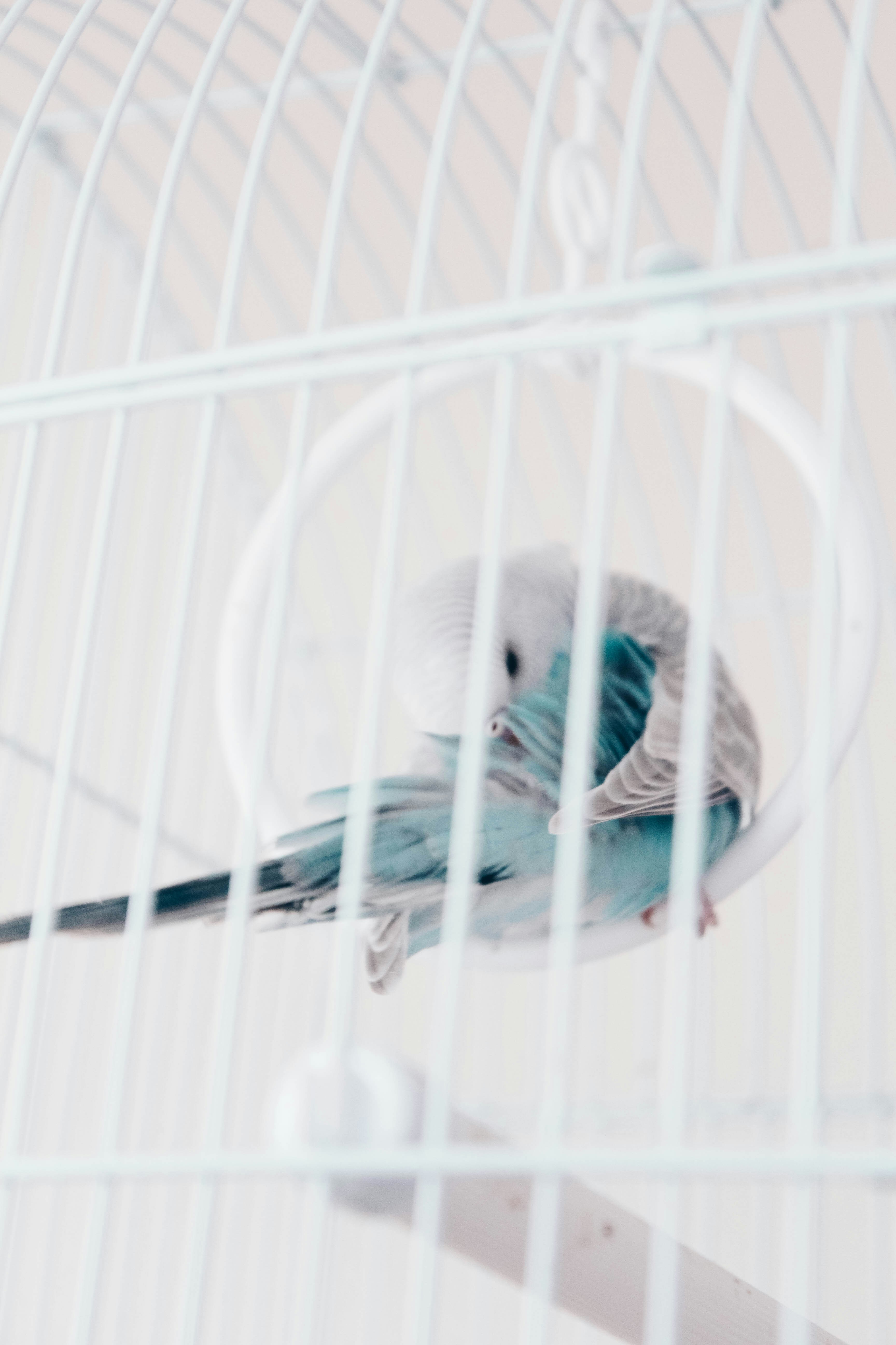 blue and white bird