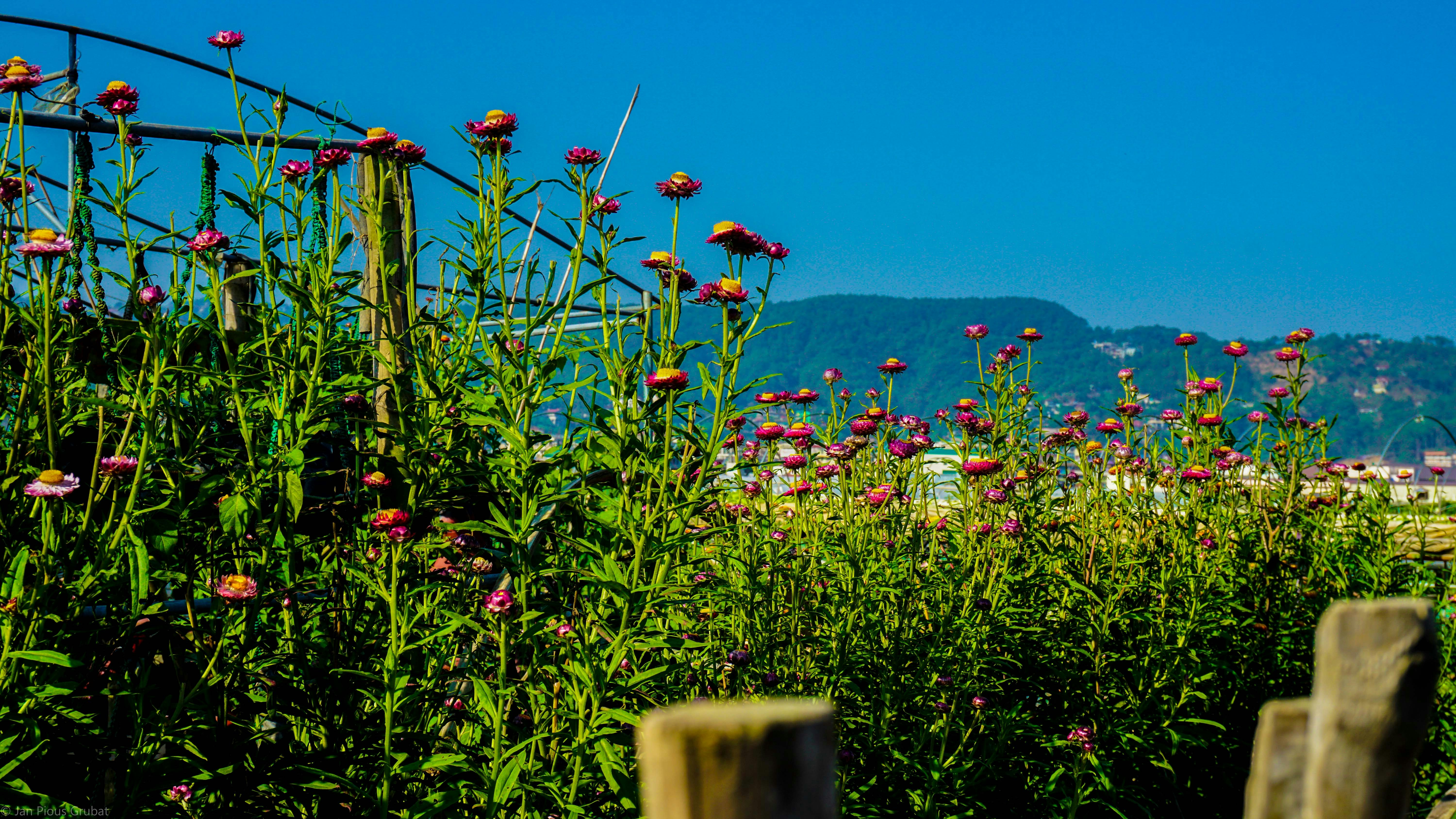 Wildflower Corridor Beside a Fence Under a Clear Coastal Sky