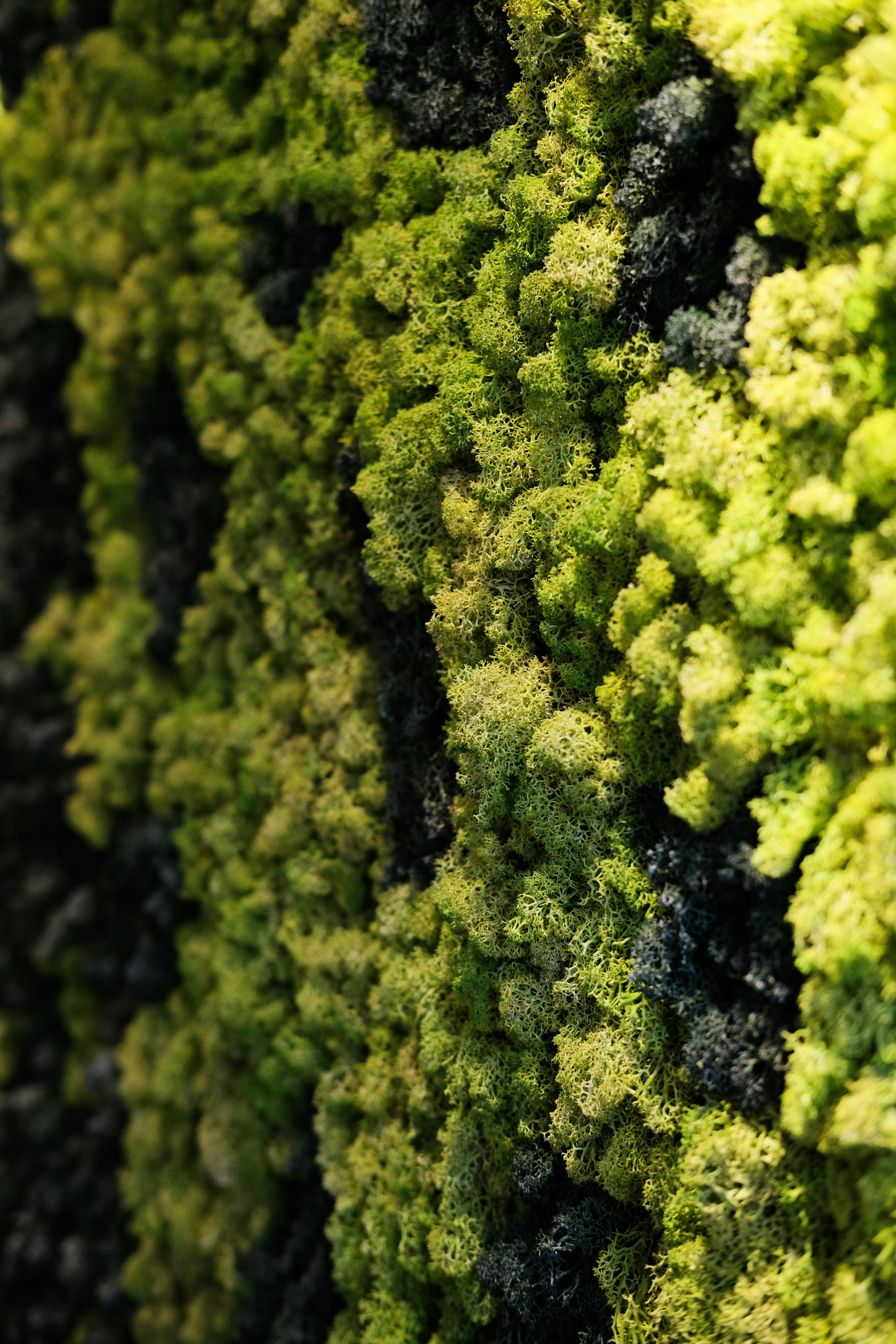 Luminous Moss Archives: Emerald Filaments on a Shaded Cliff