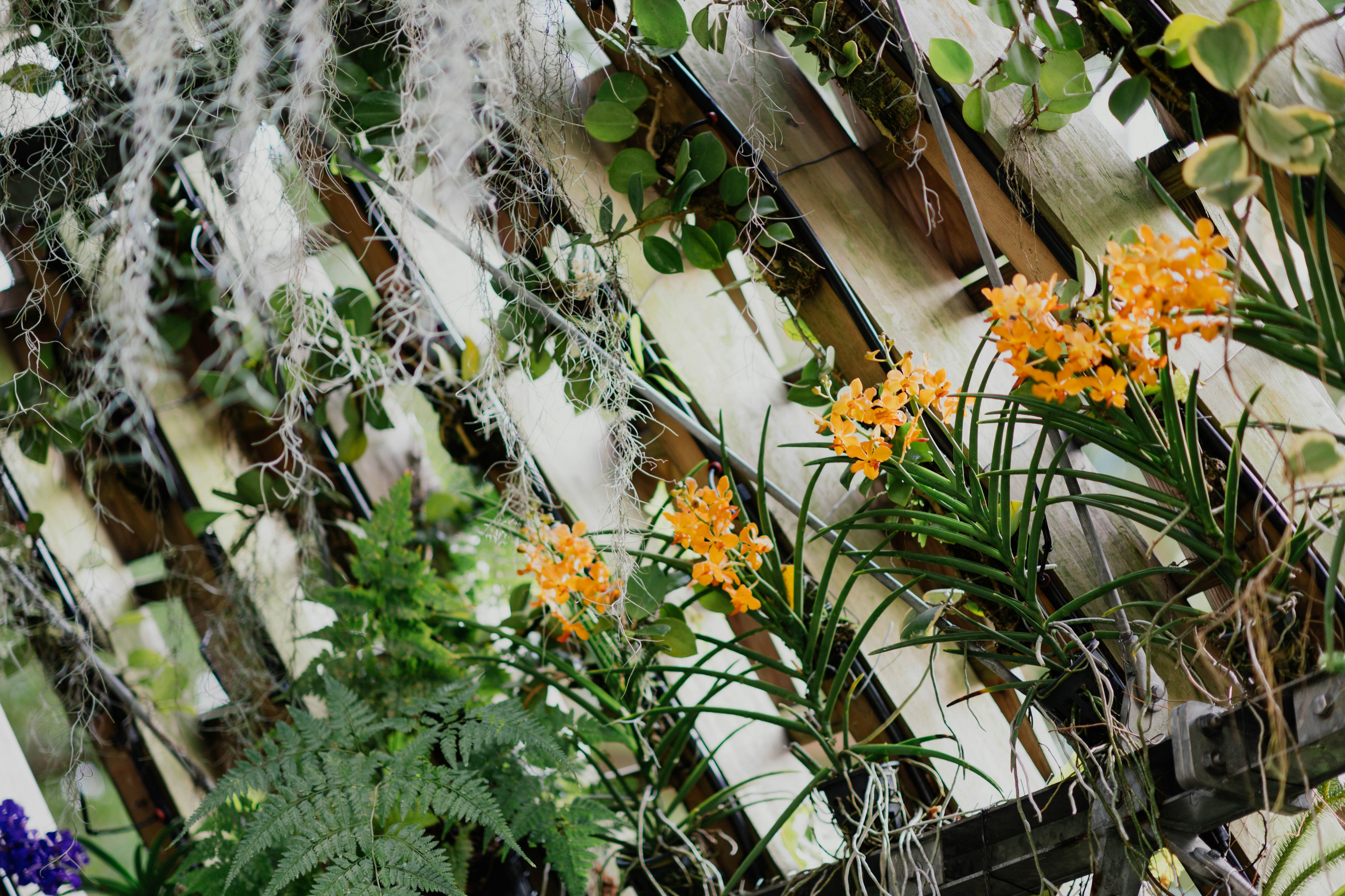 Sunlit Orange Orchids Cling to a Mossy Fence