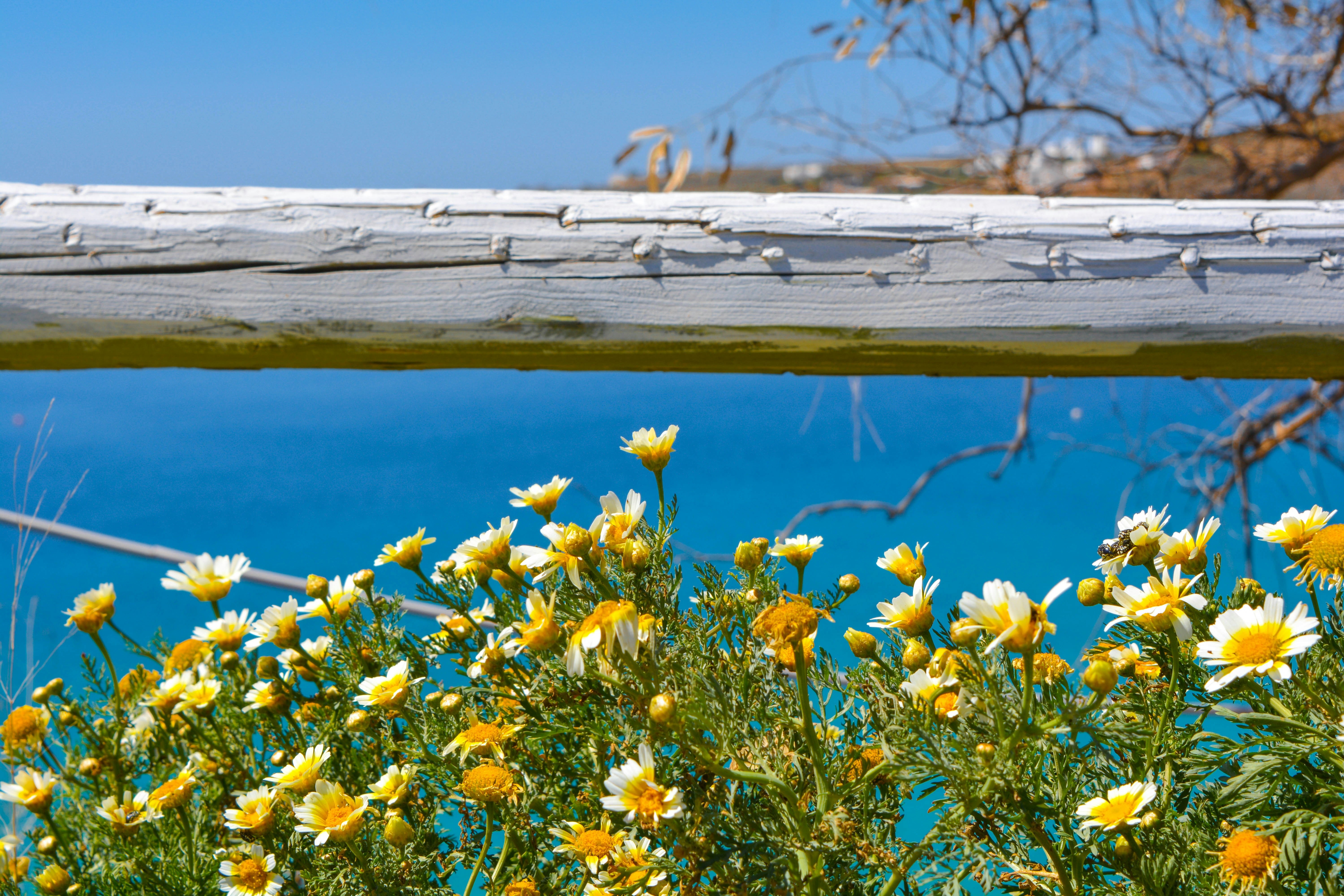 Sunlit Daisies Beneath a Weathered Rail Over Cerulean Water