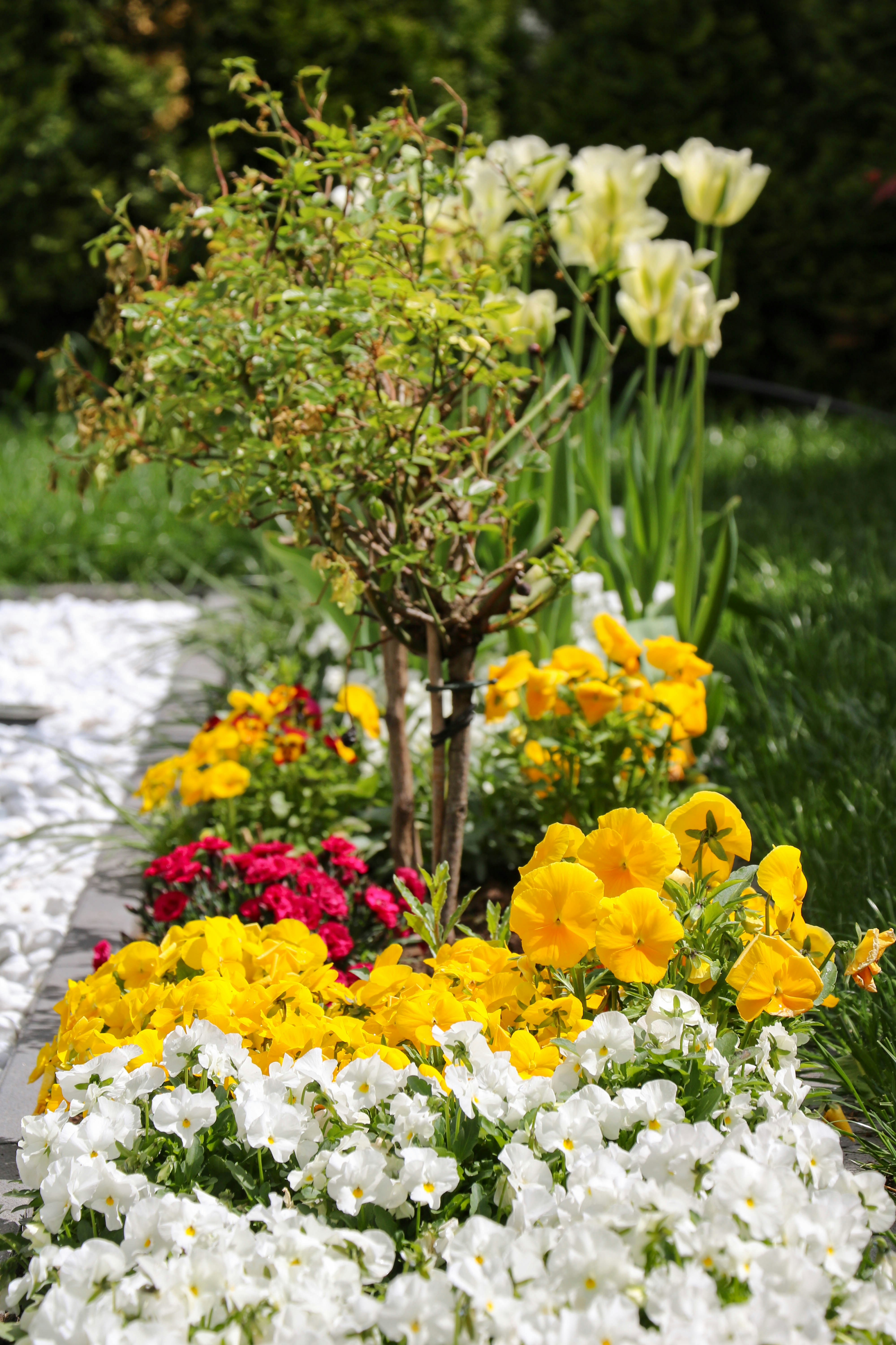 flower garden on focus photography