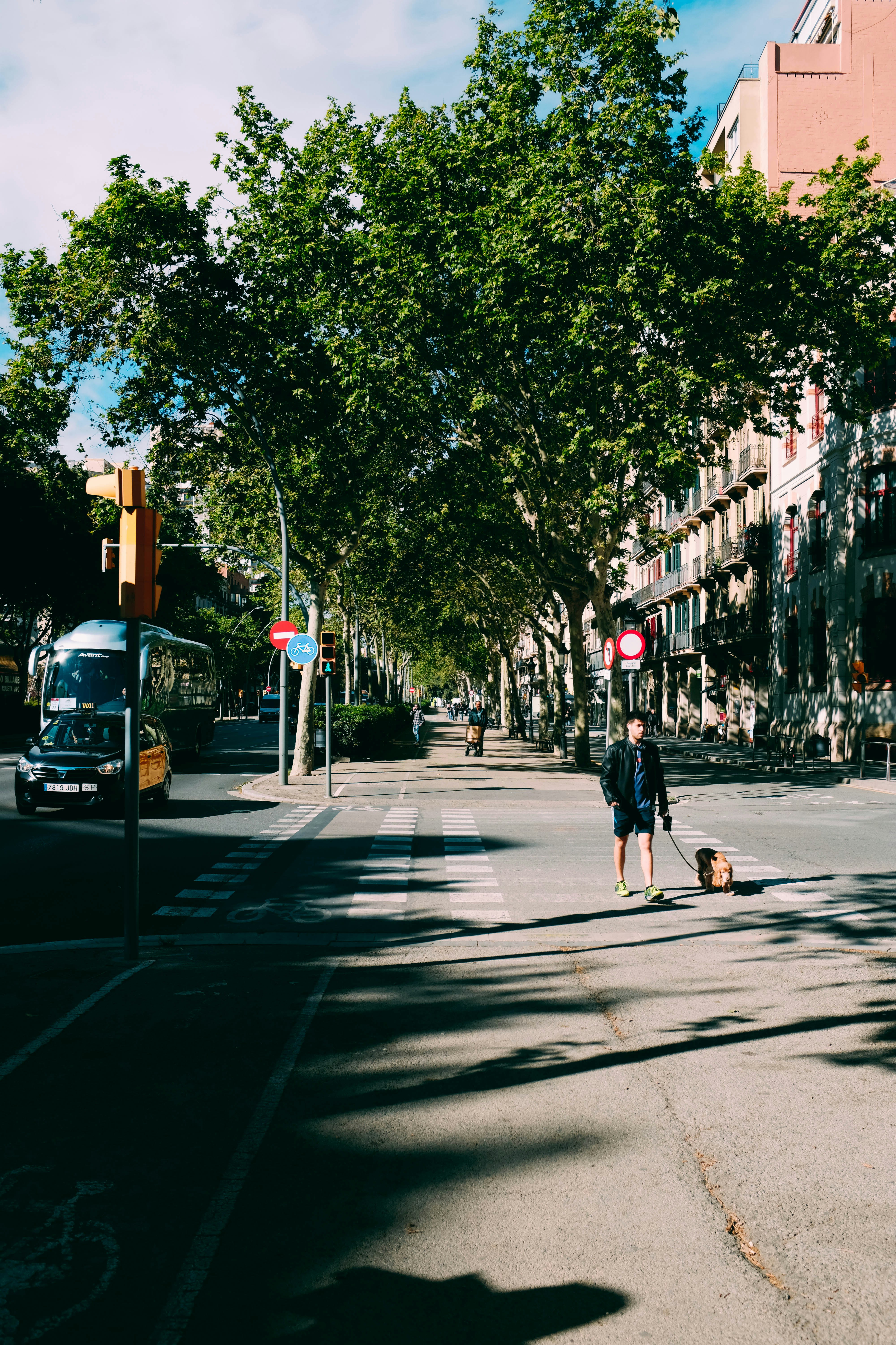 A man stands with his dog on a sunlit street, framed by lush trees and urban architecture. Street signs and a bus add context to the scene.