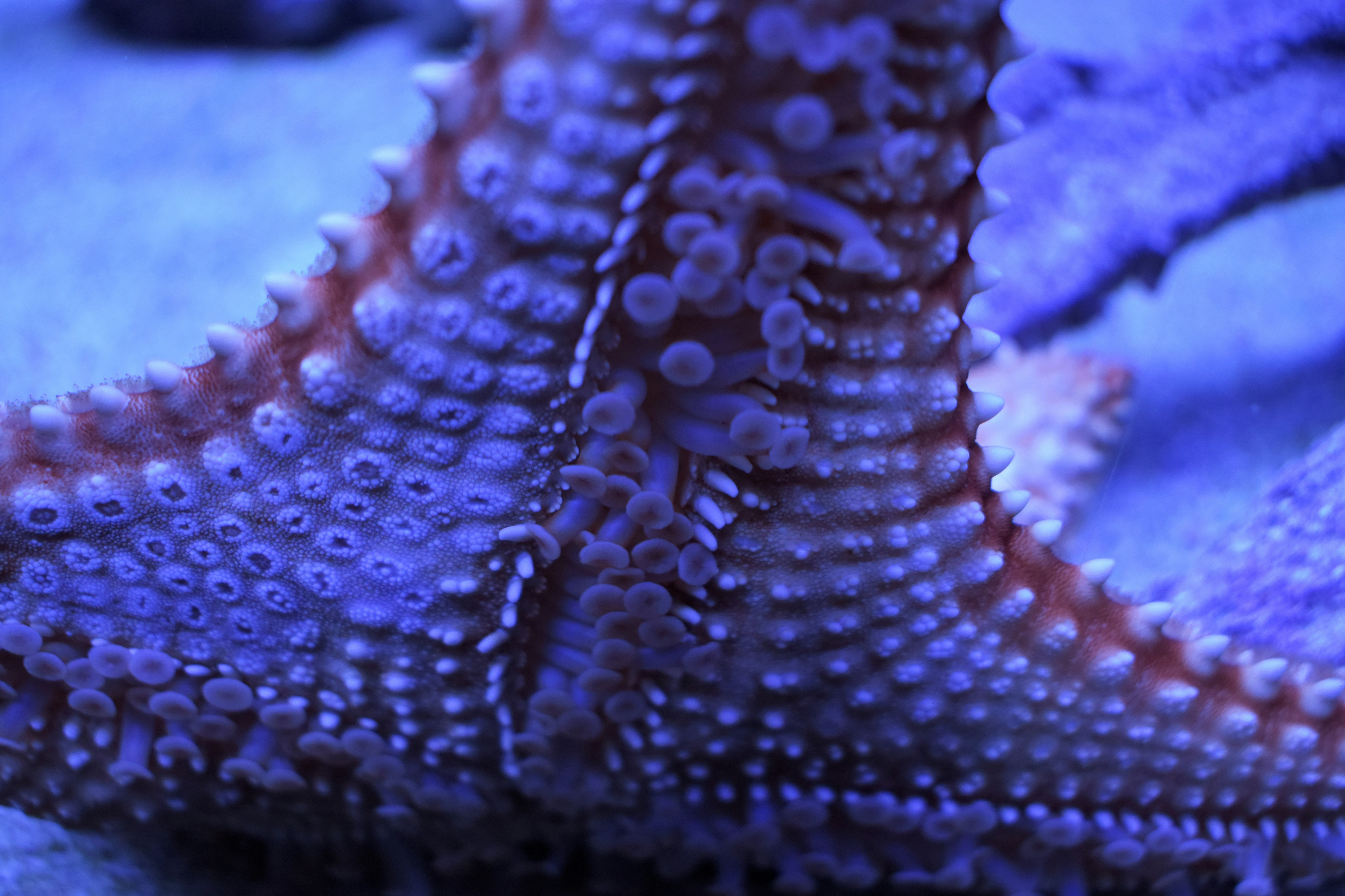 Brown sea creature photo – Free Blue Image on Unsplash