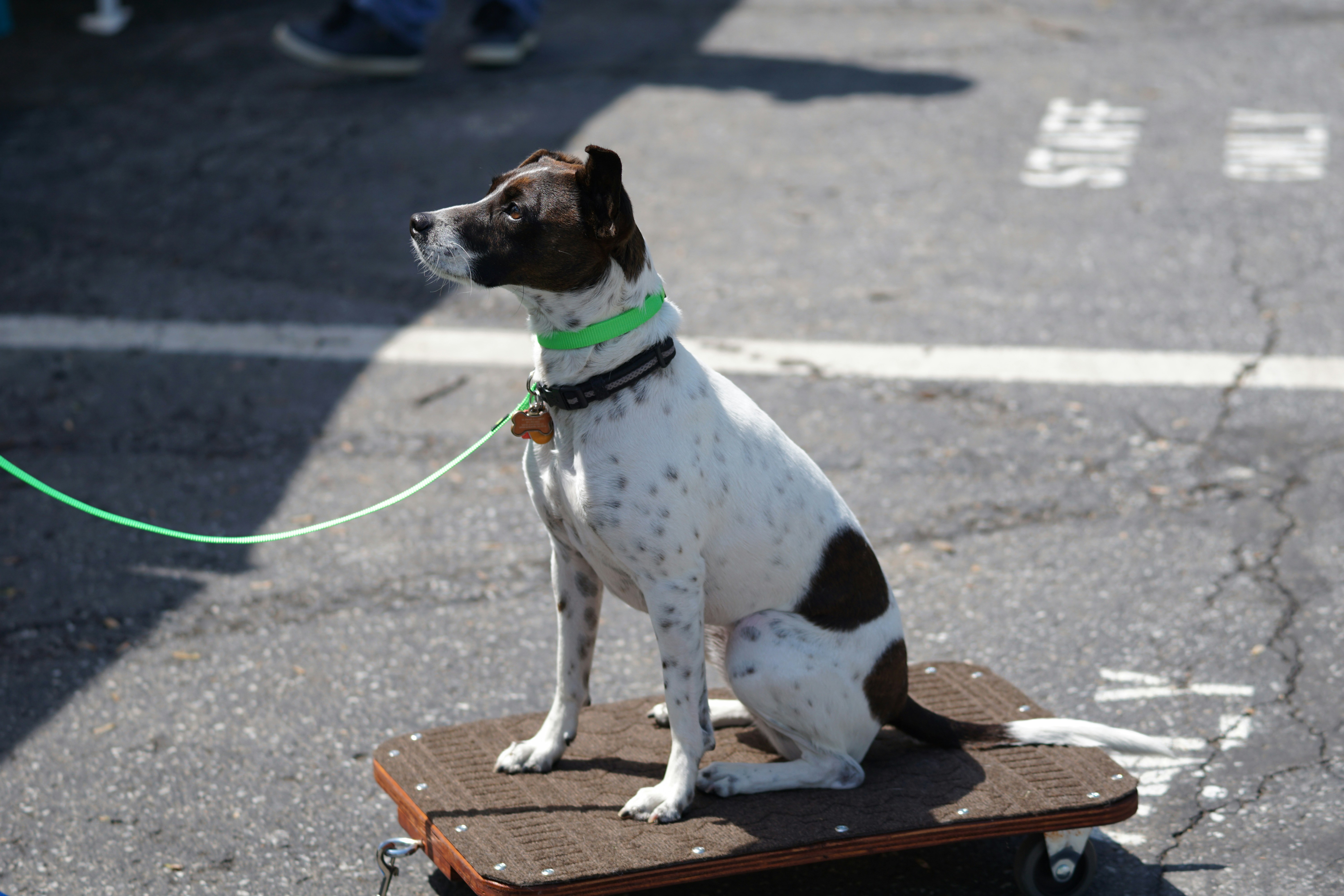 Onboard Spotlight: Stubby the Docked Pup Reining in the Pedestrian Parade