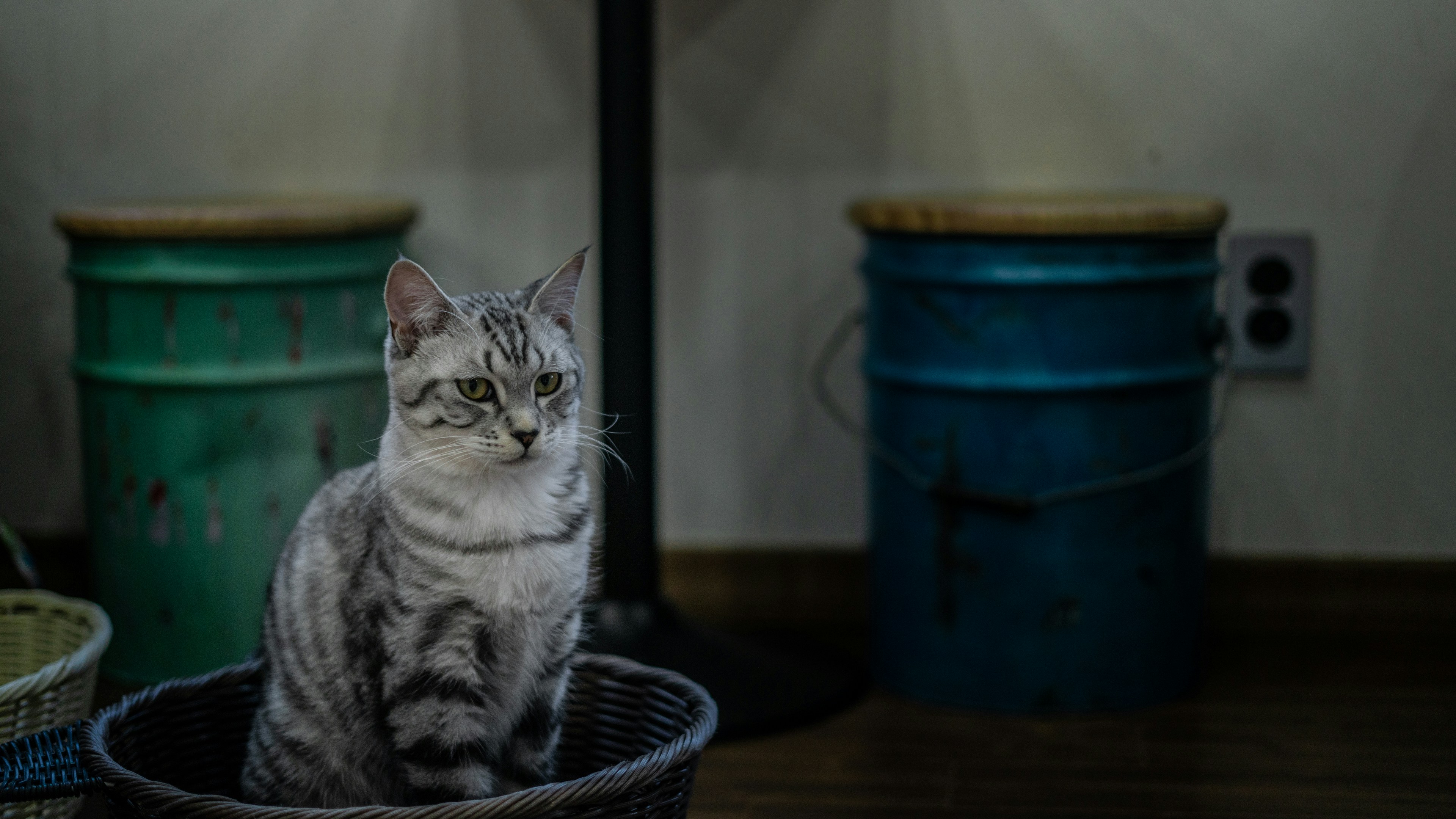 Silver tabby cat sitting elegantly in a woven basket, surrounded by colorful metal buckets in a cozy indoor setting.
