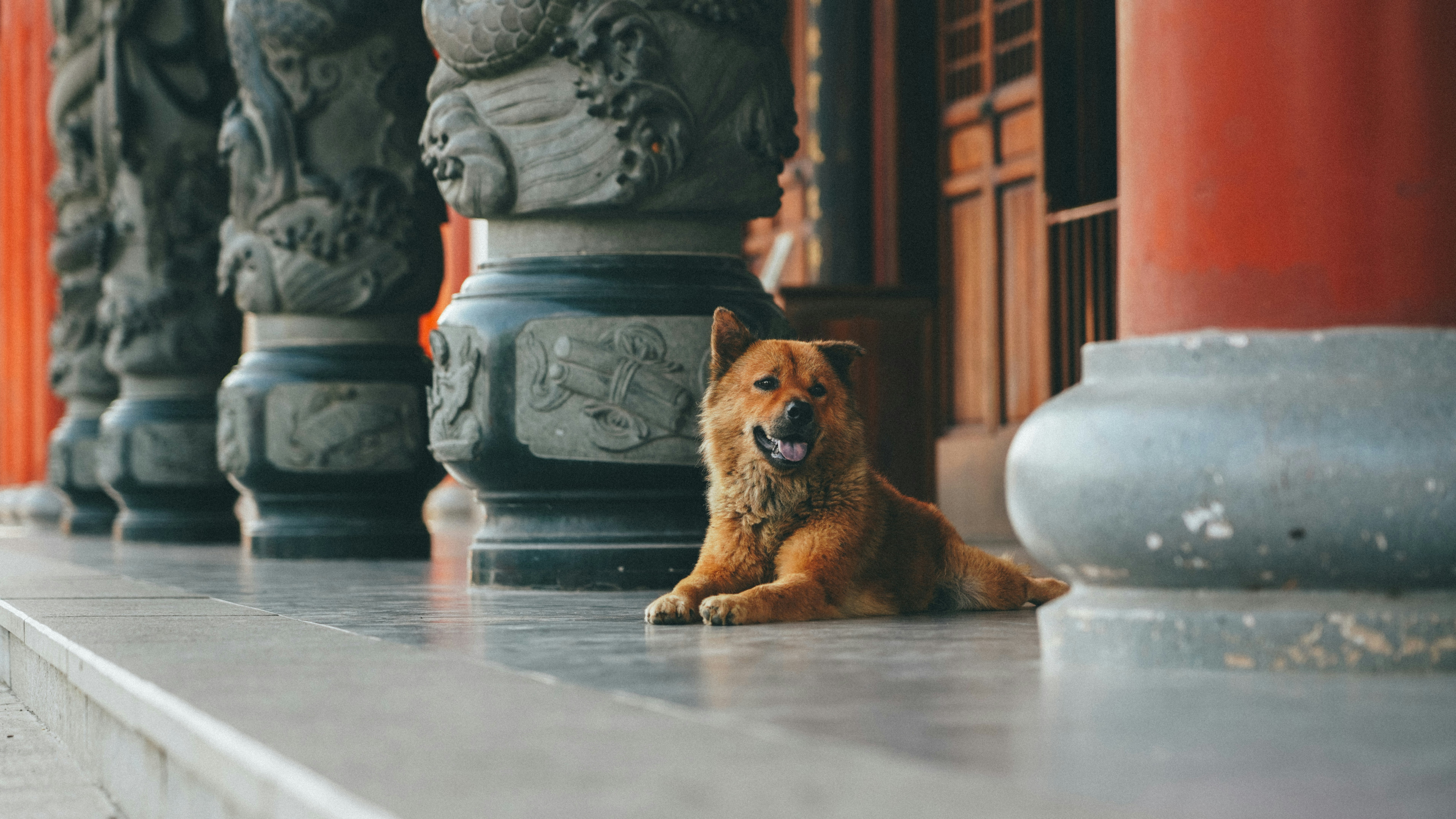 Temple Courtyard Guardian: A Golden-Furred Dog Resting Among Stone Dragons