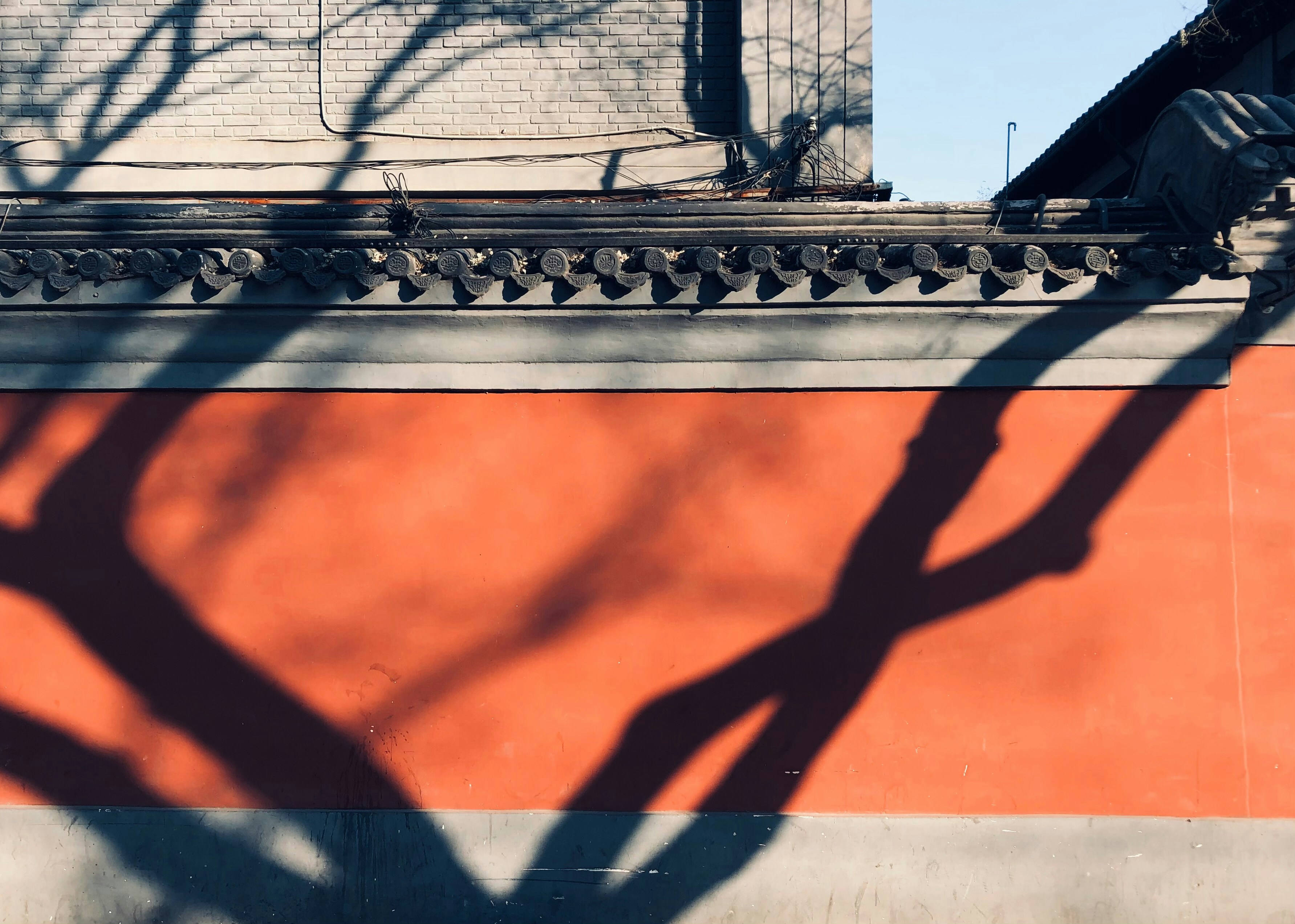 Shadowed Tree Traces Across a Sunset-Orange Wall
