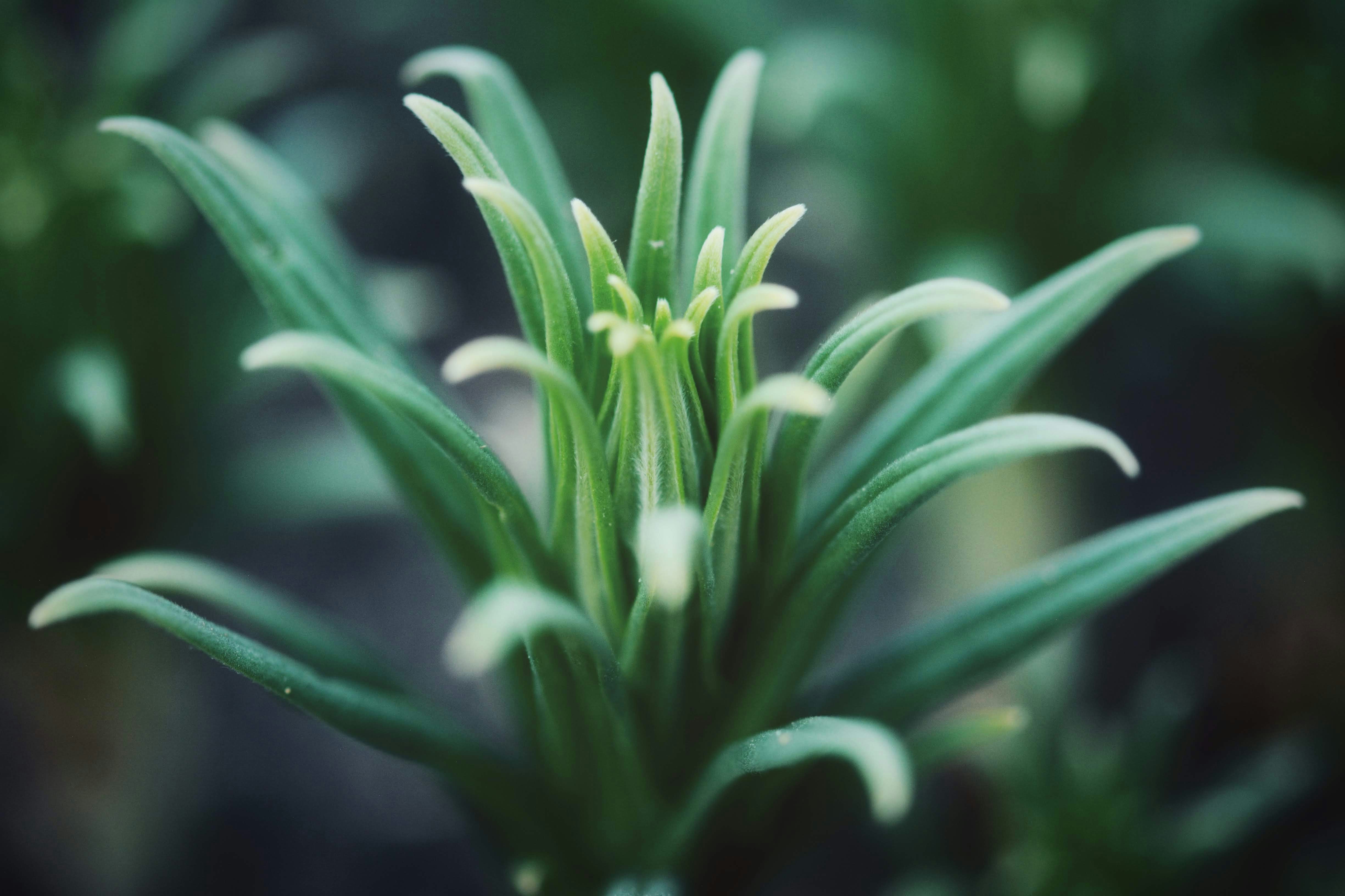 Close-up of a young plant with slender green leaves unfurling against a soft-focus background.