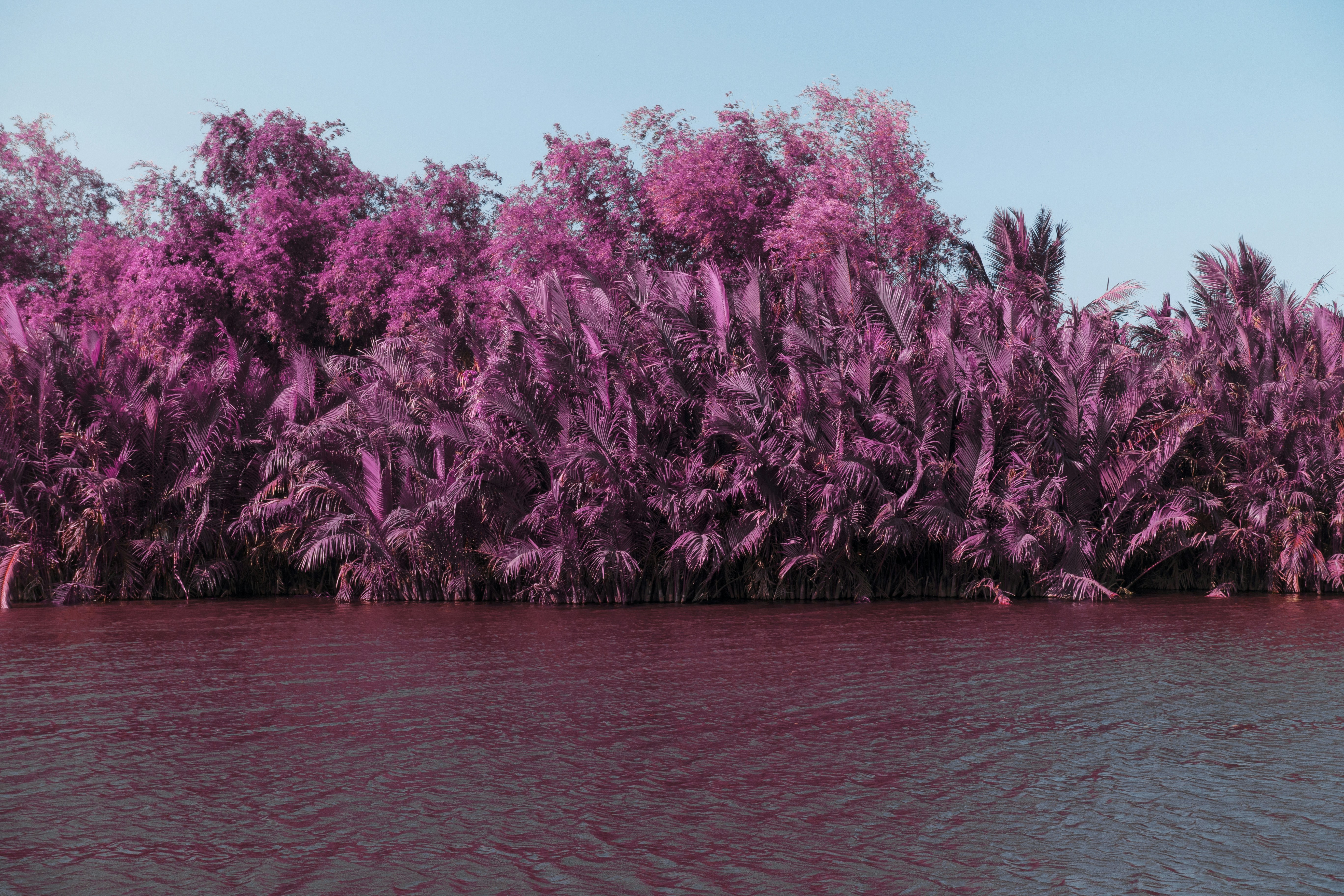 Magenta Palms Along a Quiet River: A Surreal Pink-Hued Riverside Landscape