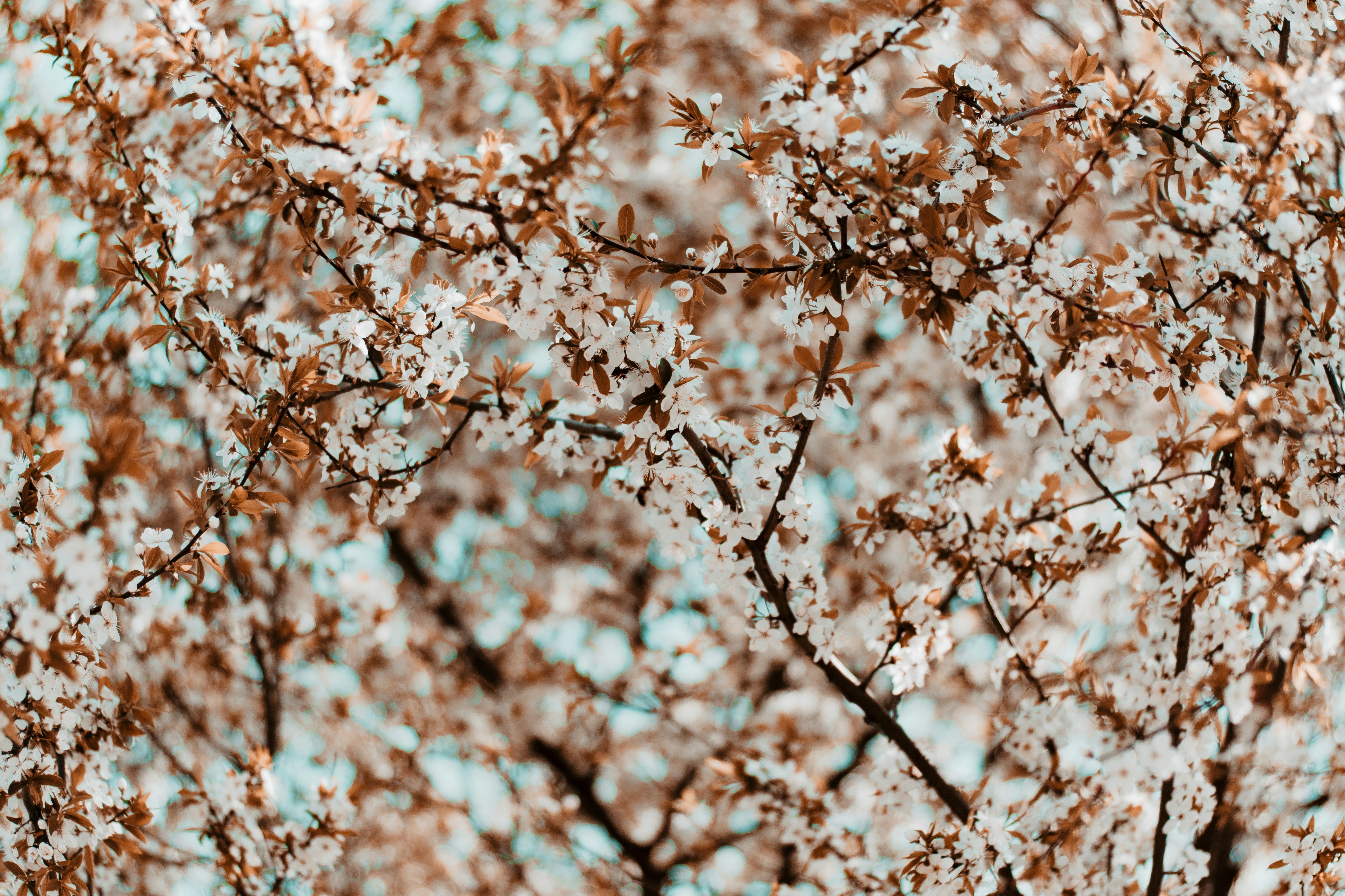 Delicate white blossoms interspersed with brown leaves create a textured canopy against a soft turquoise background.