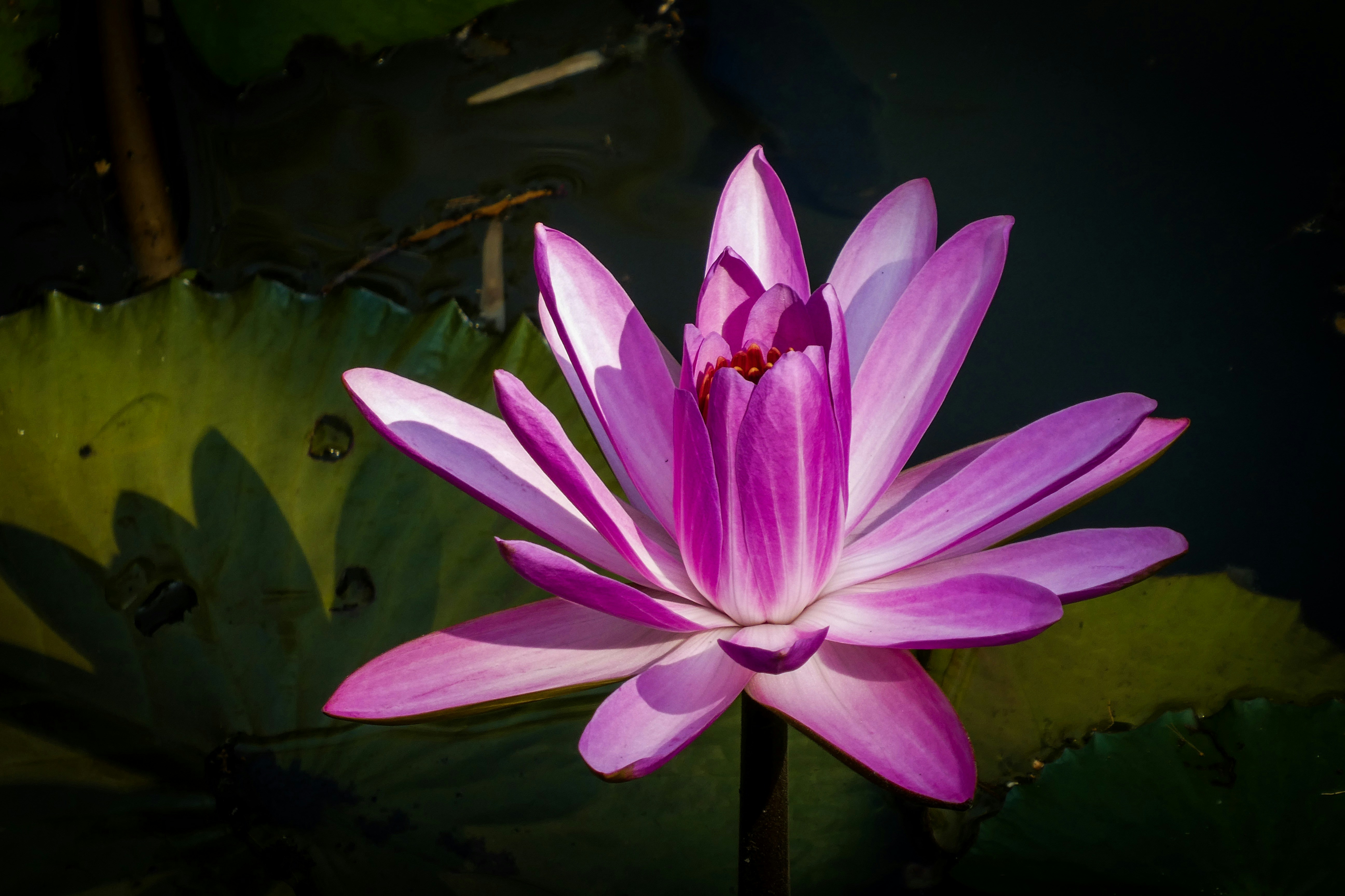 A vibrant pink lotus flower stands gracefully above dark green lily pads, reflecting tranquility in a serene pond environment.