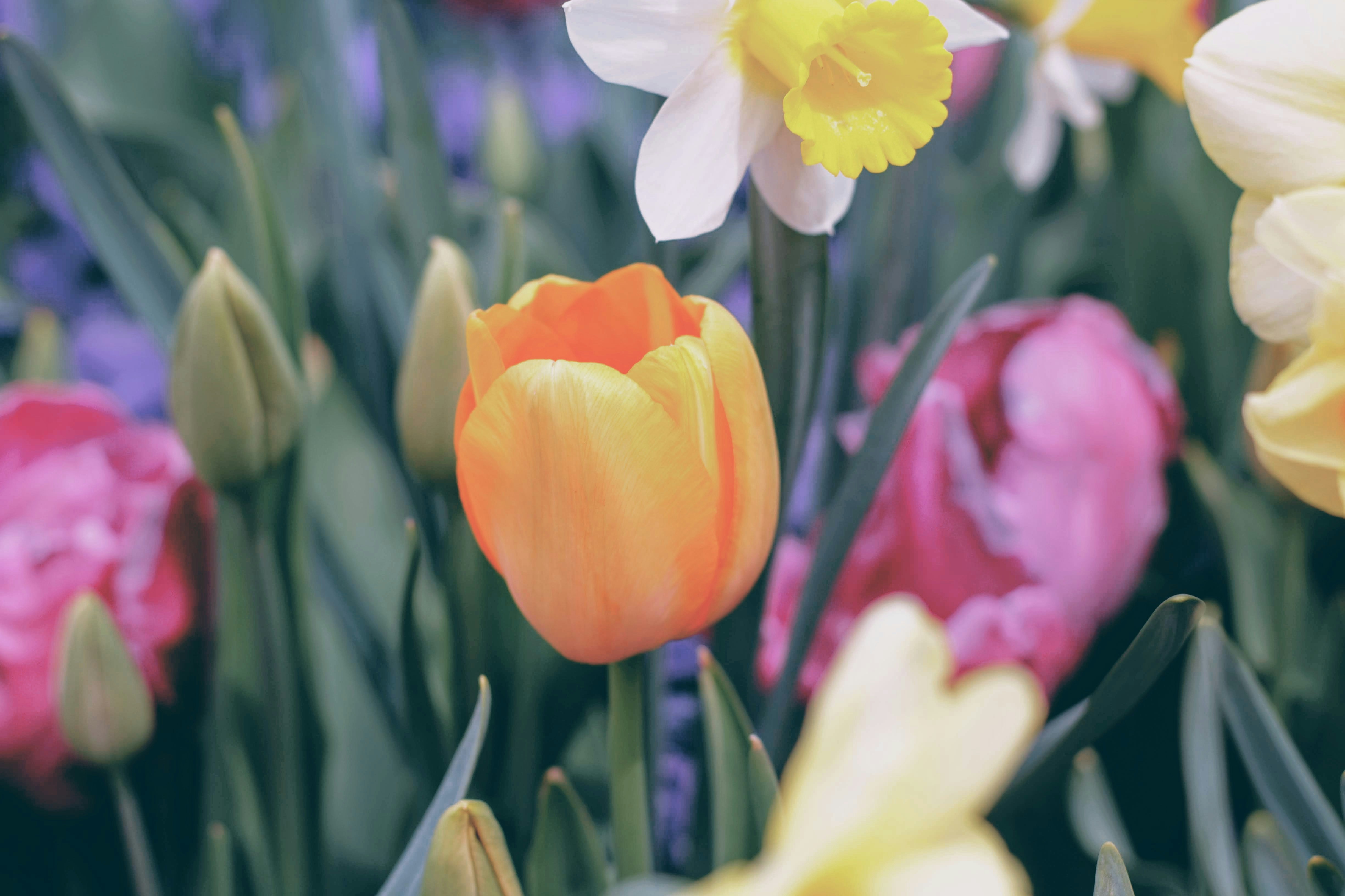 Amber Tulip in a Velvet Bed of Spring Blooms