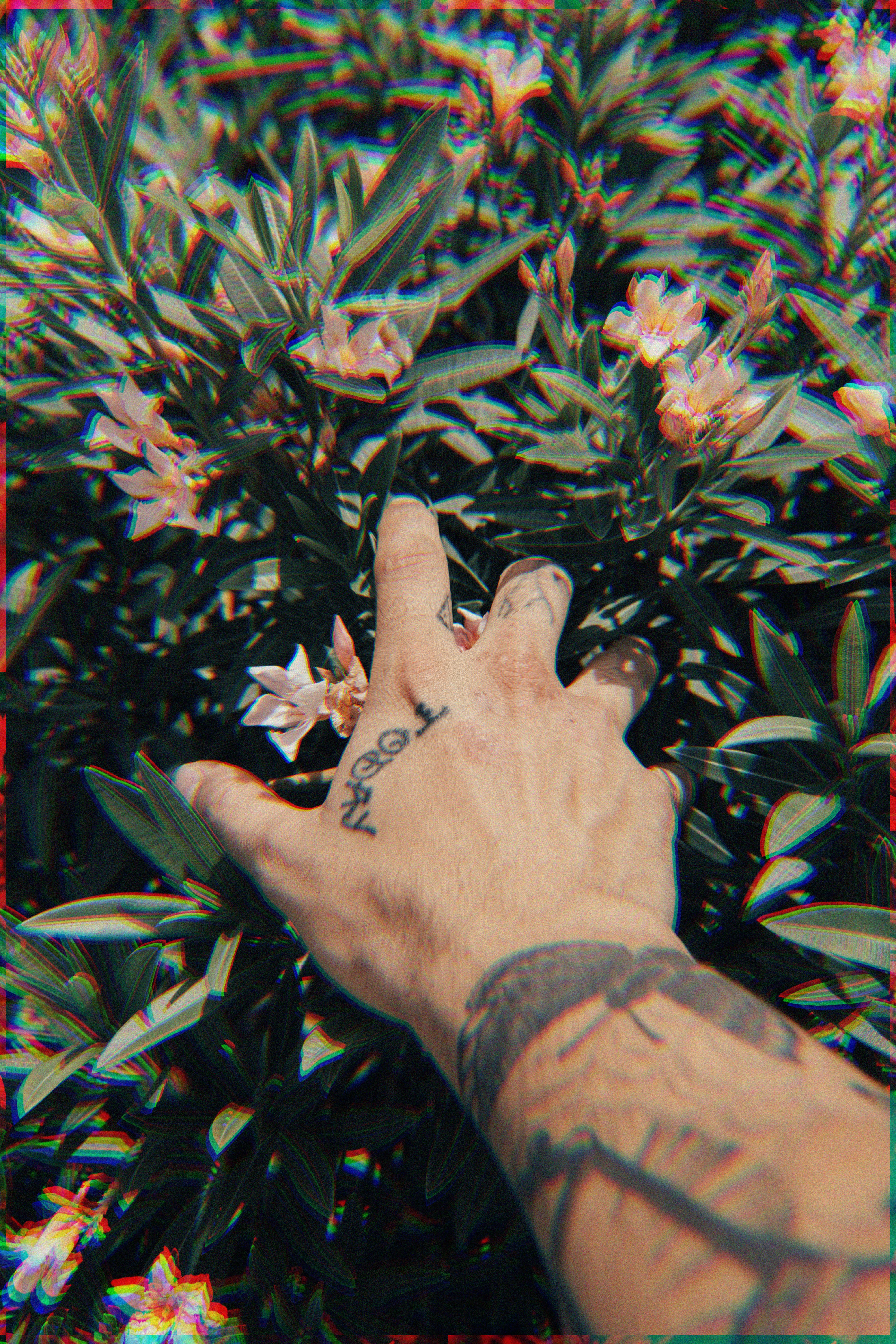 A hand reaching toward delicate pink flowers amidst vibrant green foliage, showcasing a connection with nature.