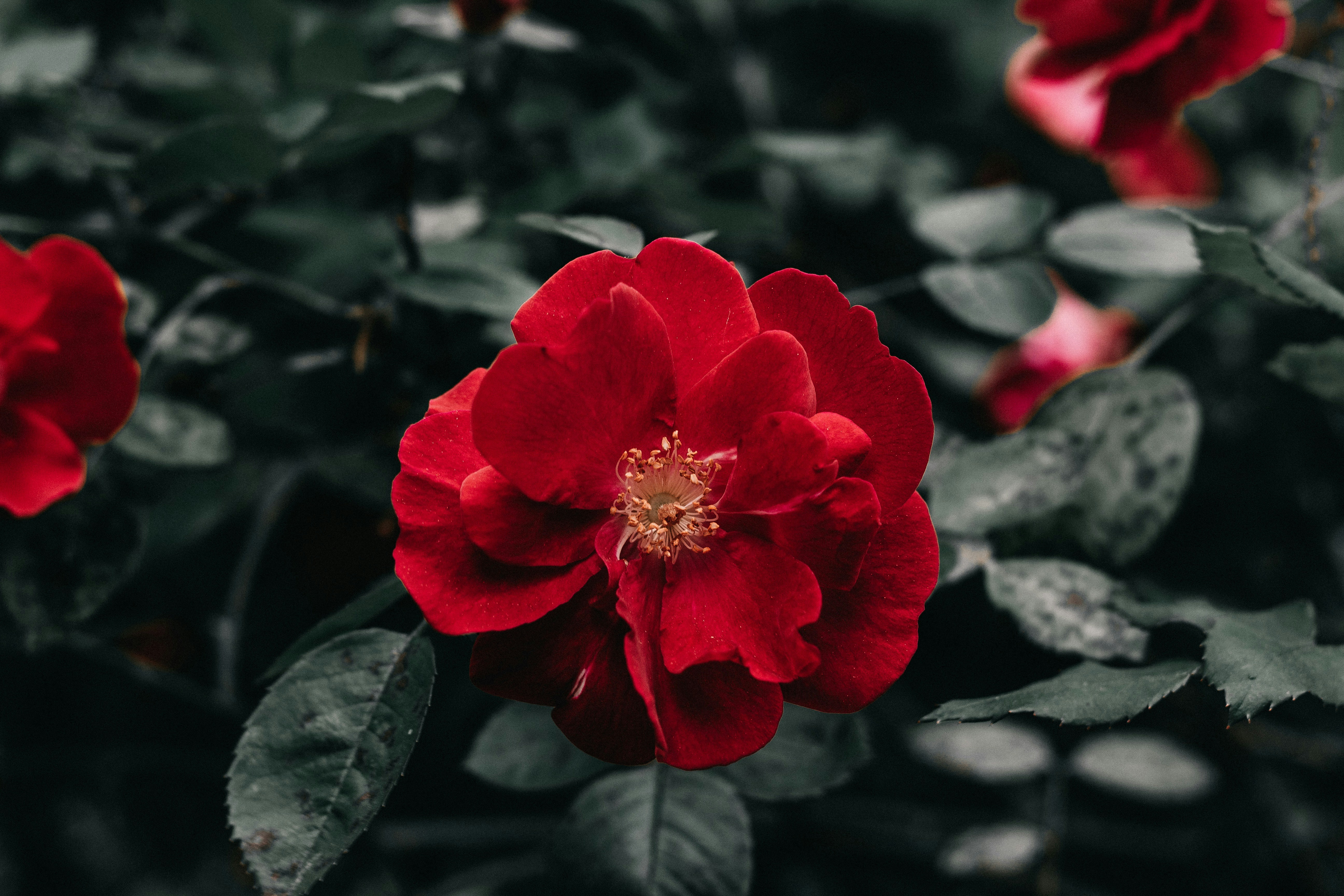 Red rose flowers photo – Free Red Image on Unsplash
