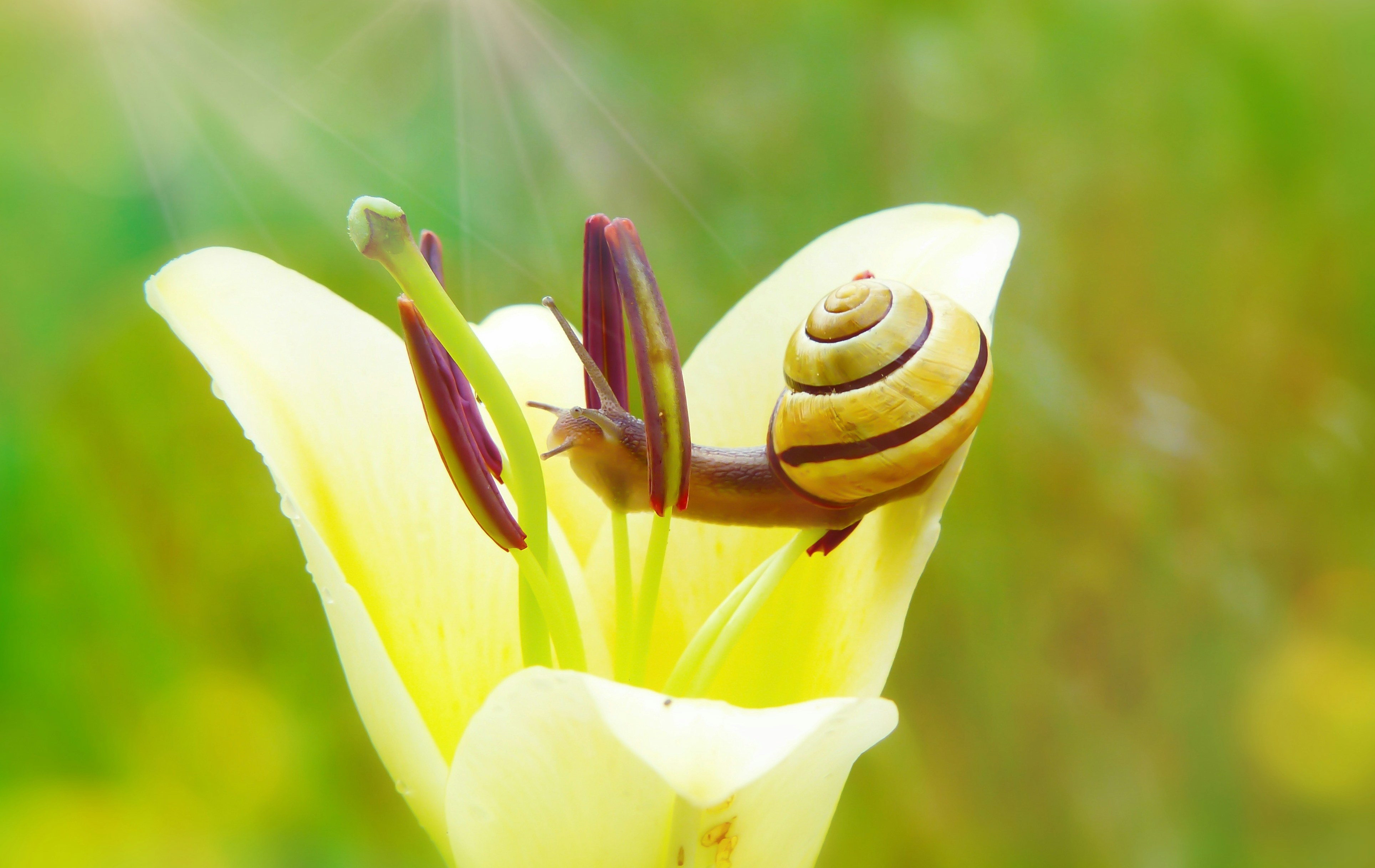 Fotografía de enfoque de caracol amarillo foto – Imagen de Animal ...