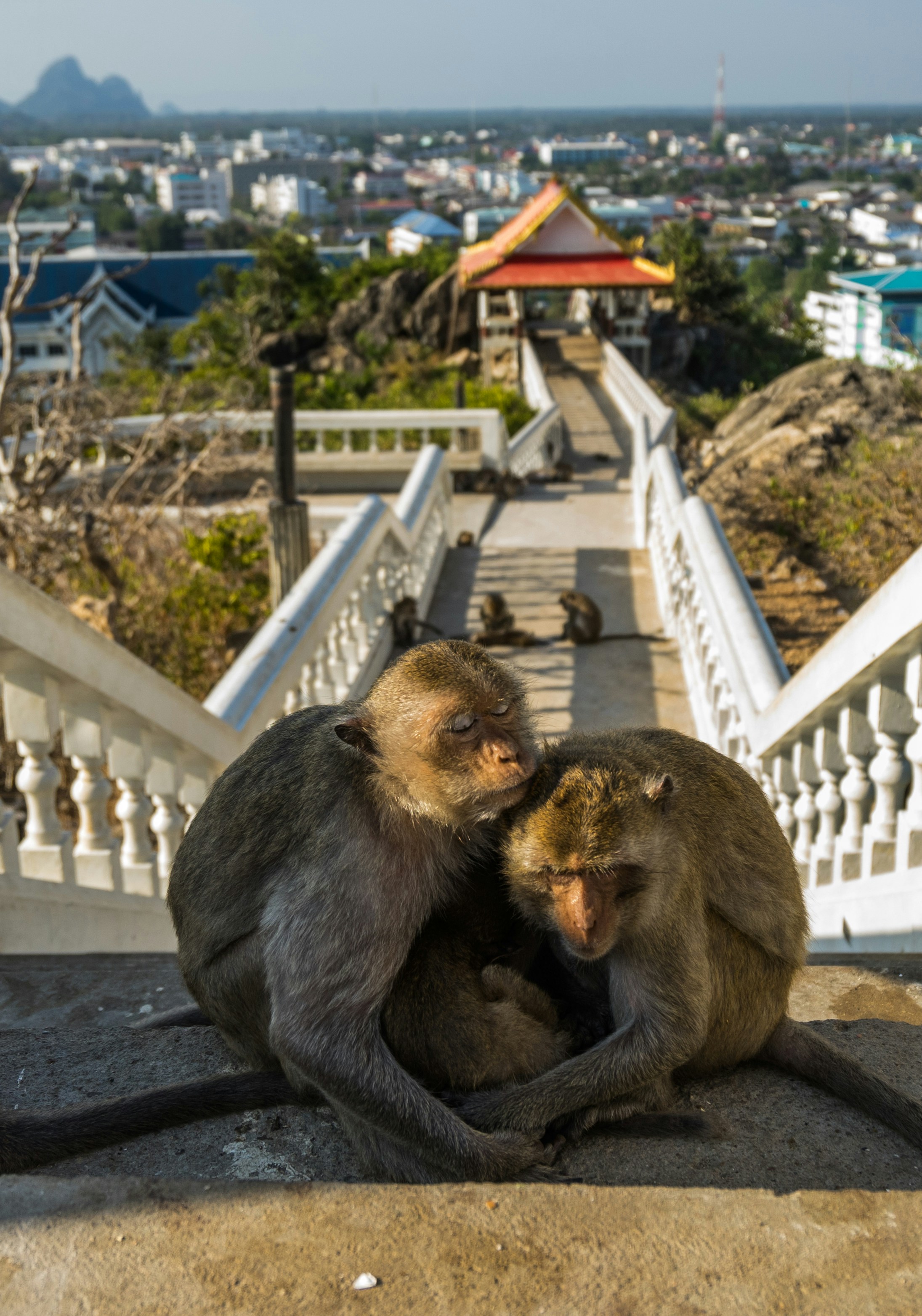 Grooming Monkeys on Sacred Steps: A Hilltop Temple Portrait