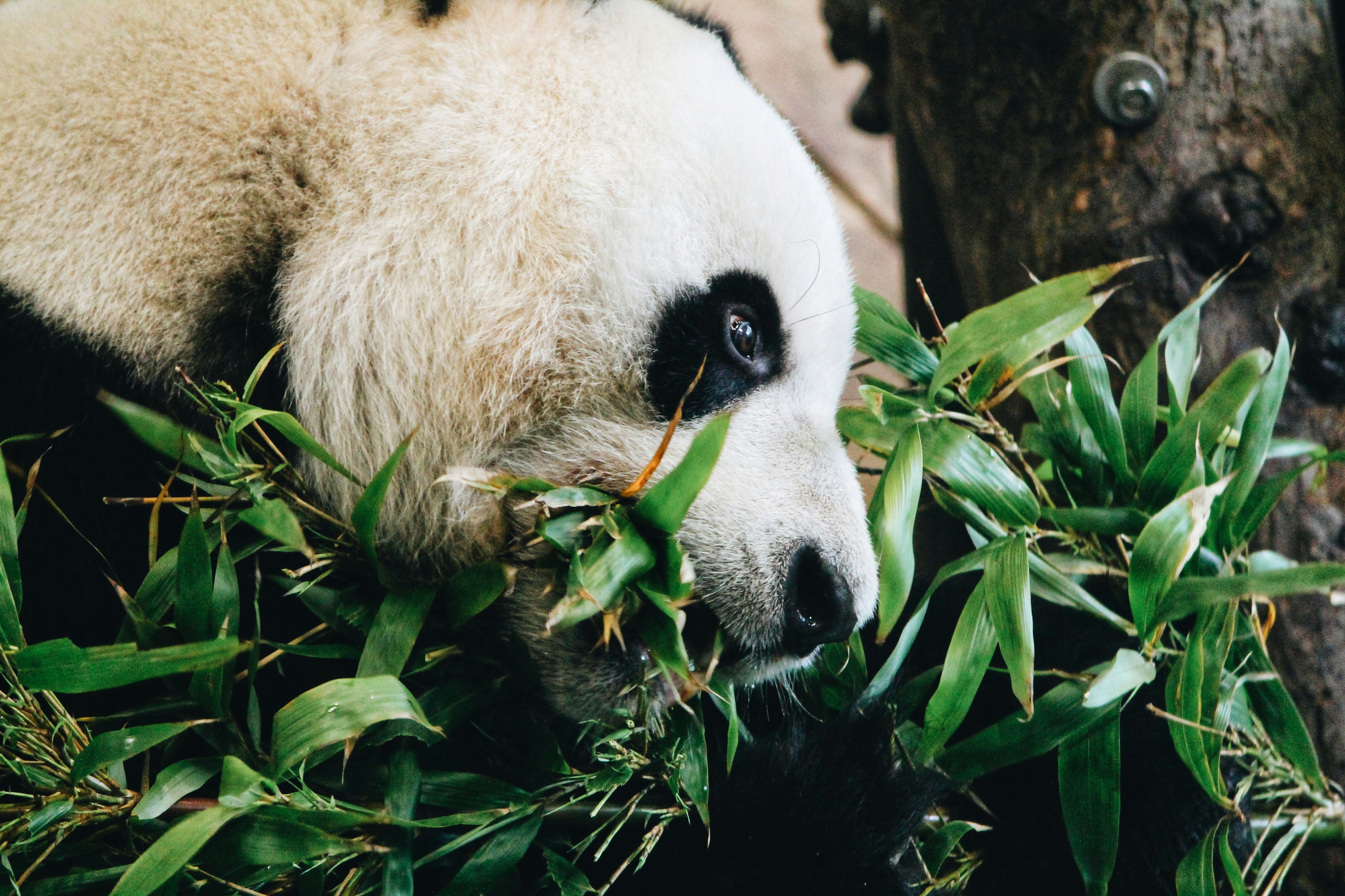 Panda eating photo – Free Black Image on Unsplash