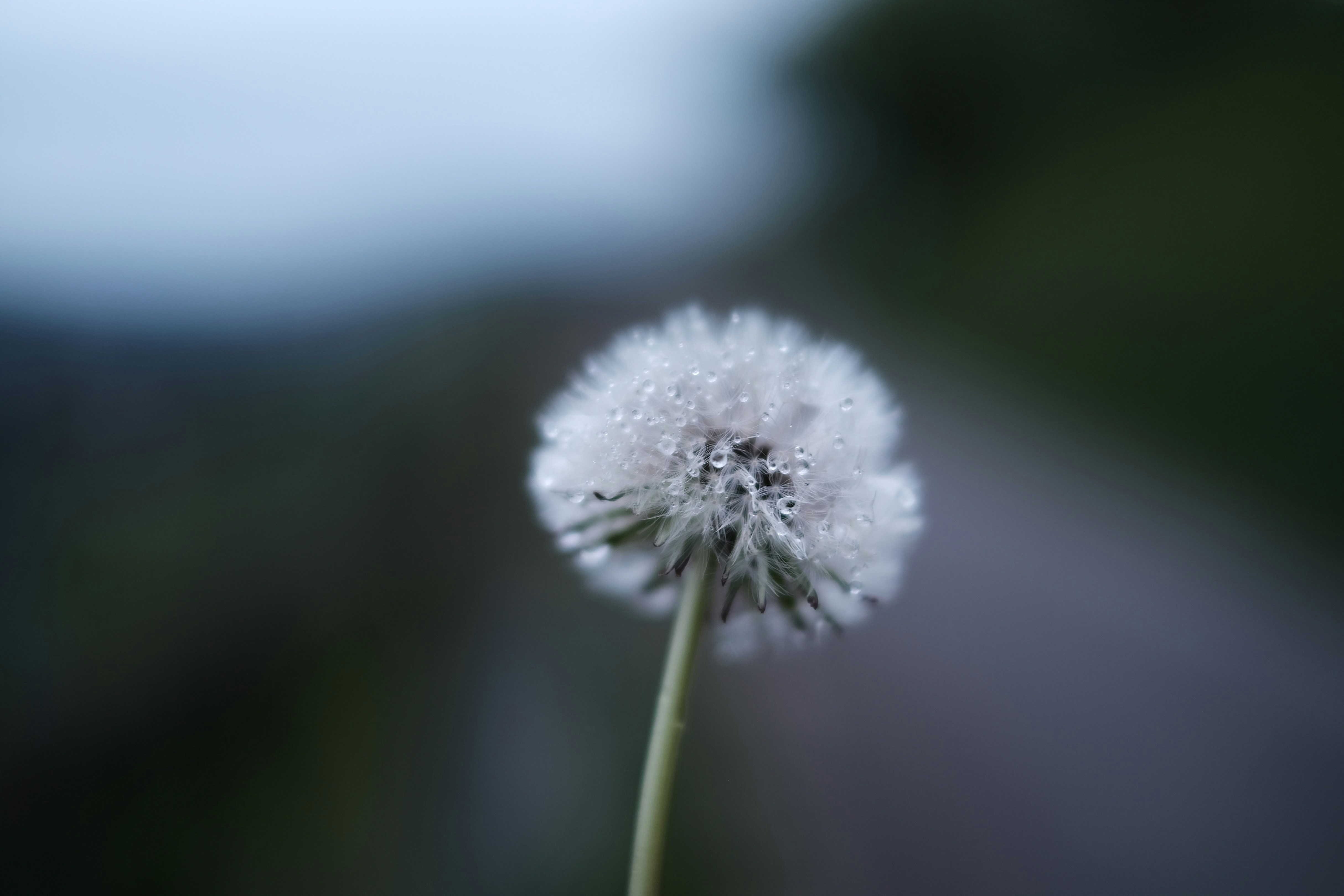 Close-up of a dandelion seed head covered with dew drops against a blurred natural background.