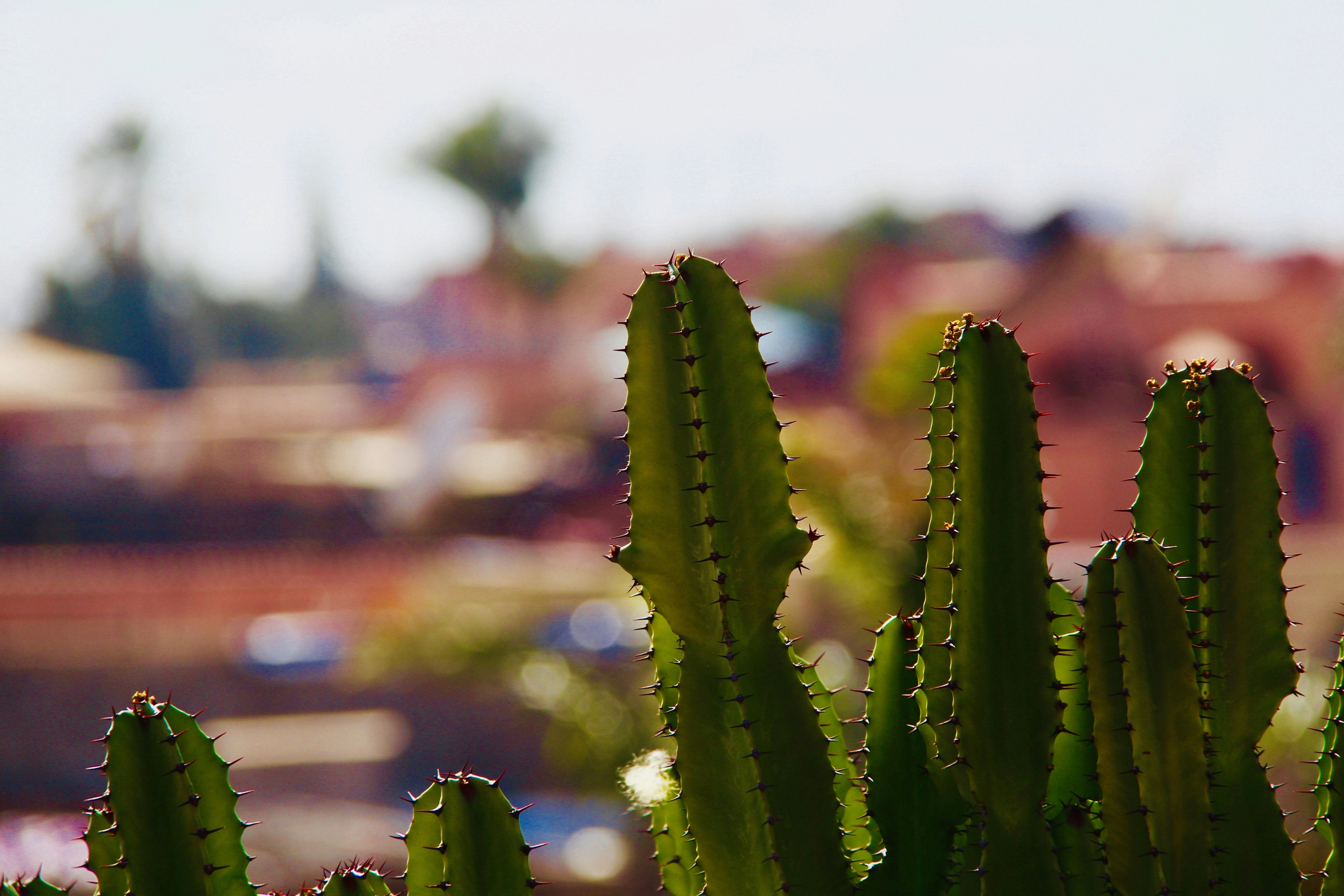 Cactus Spires Framing a Terracotta Townscape