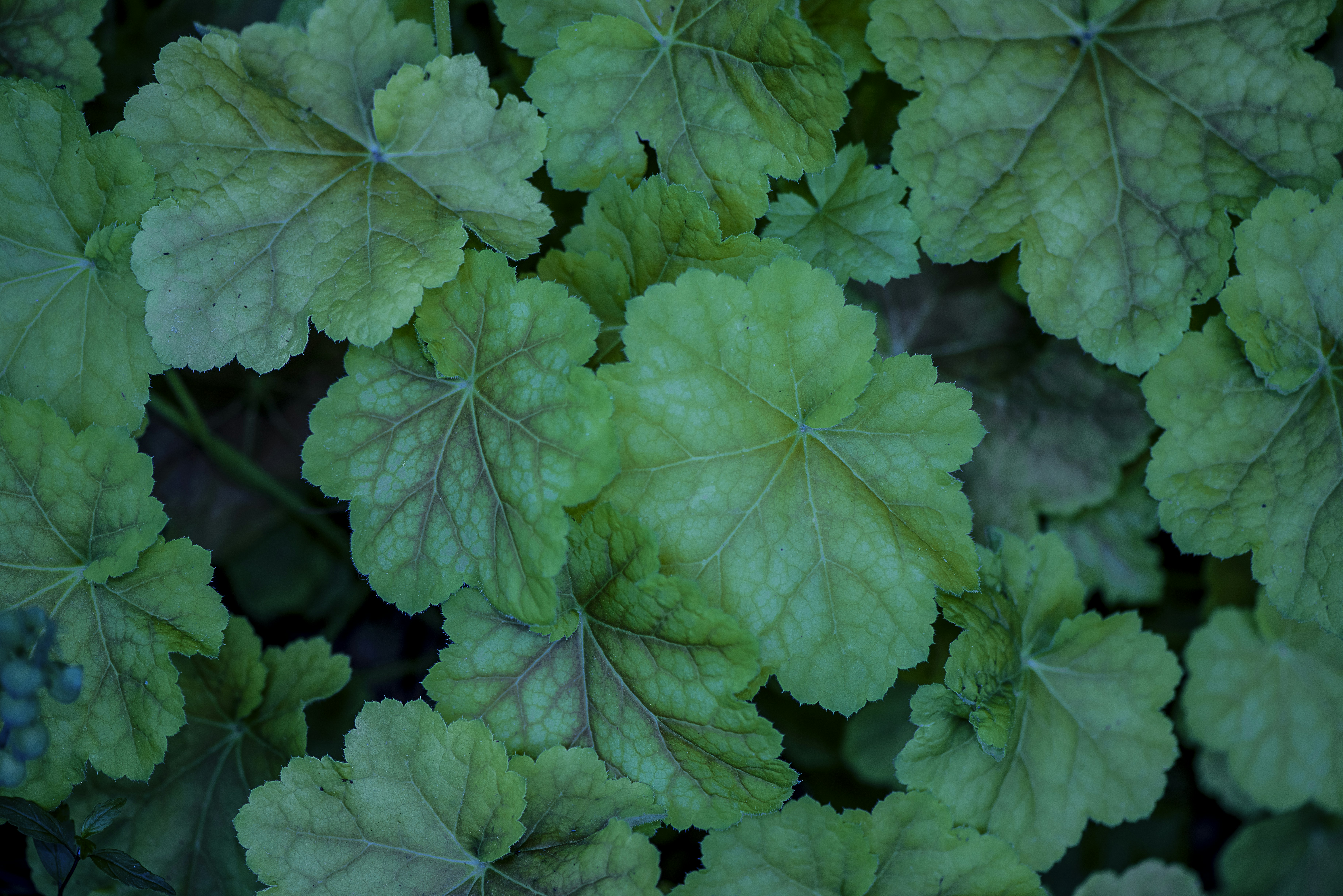 Close-up of overlapping green leaves showcasing intricate veins and textures.