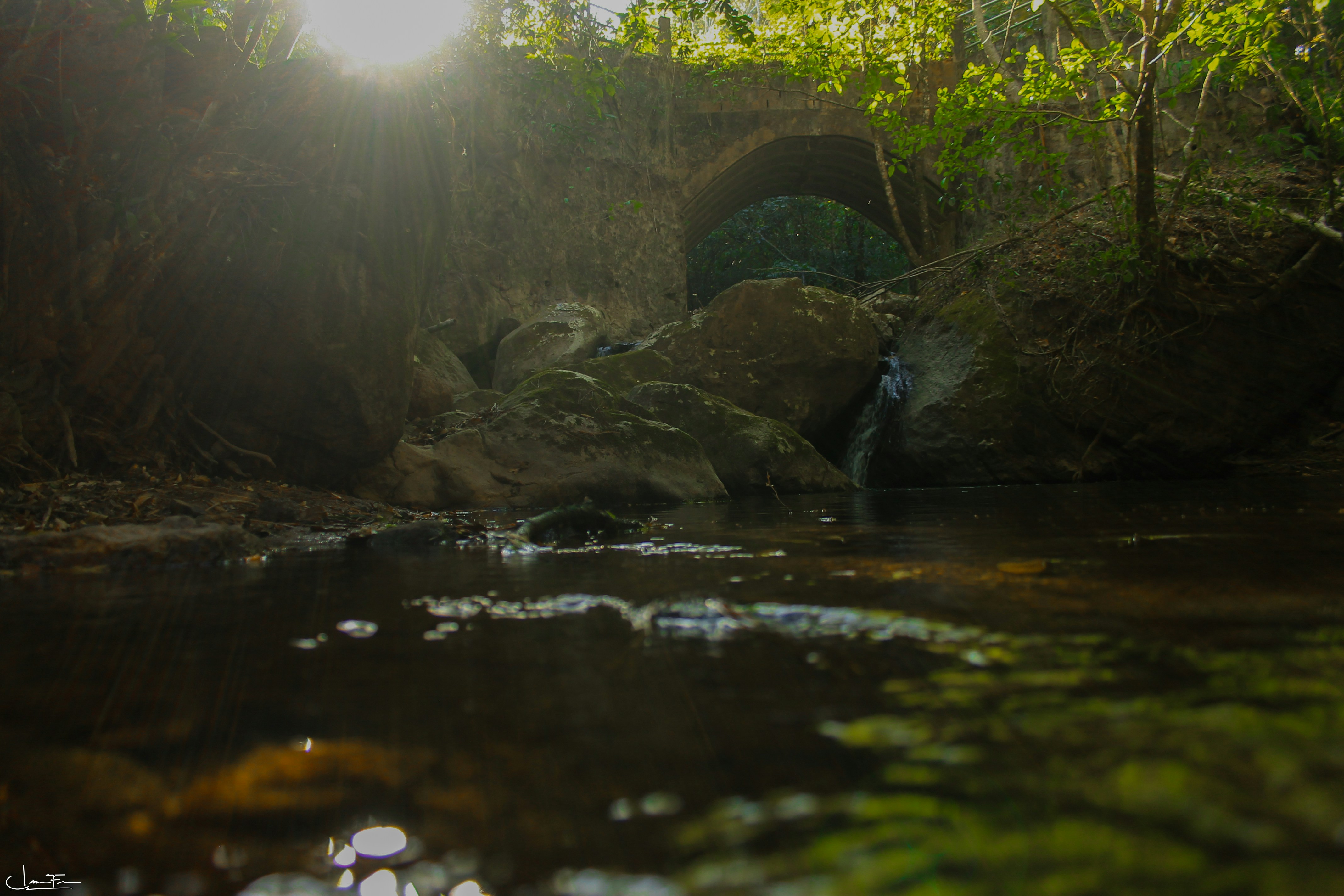 Rock blocking on stream surrounded with tall and green trees photo ...