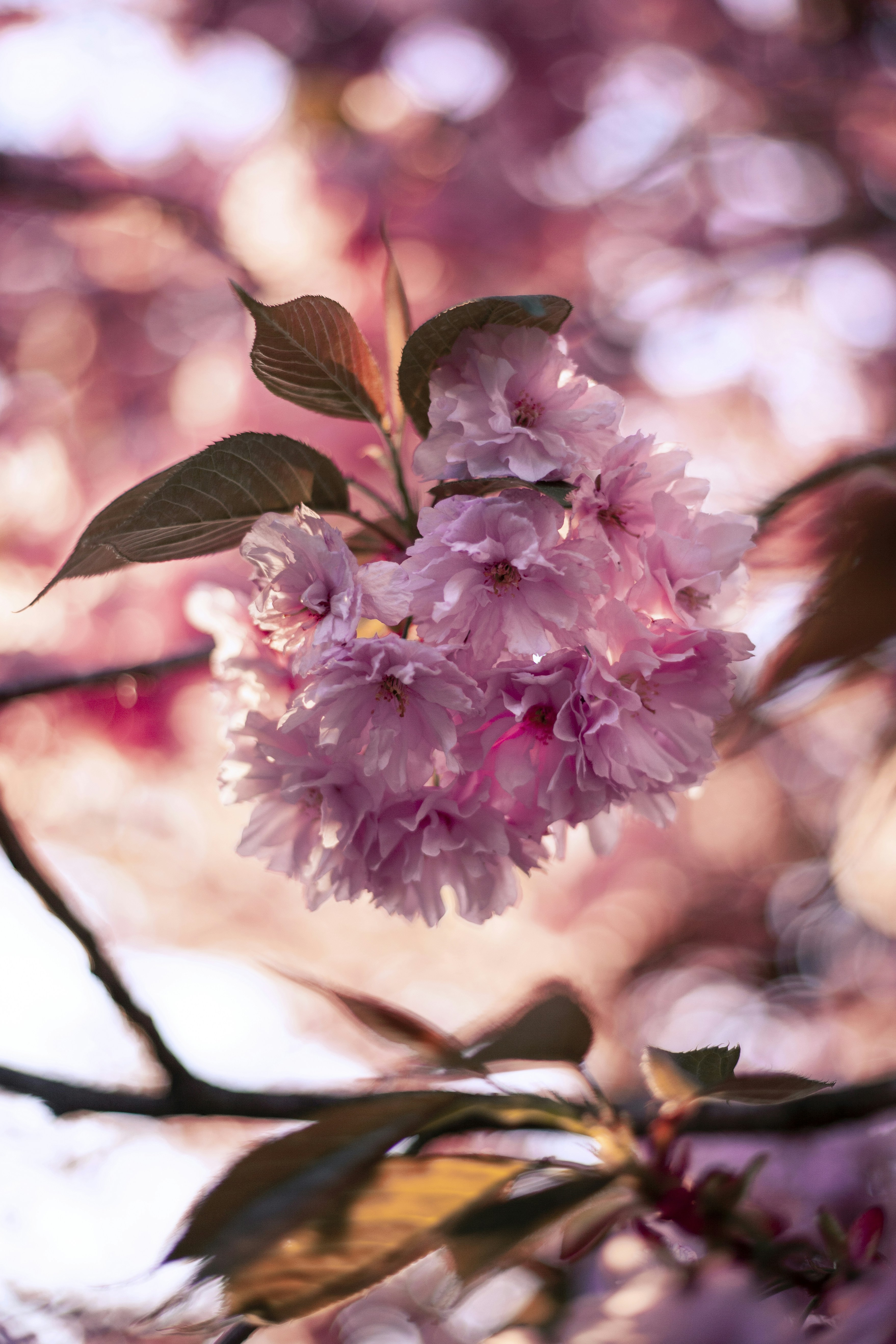 Delicate pink cherry blossoms cluster gracefully against a soft, blurred background of spring foliage.