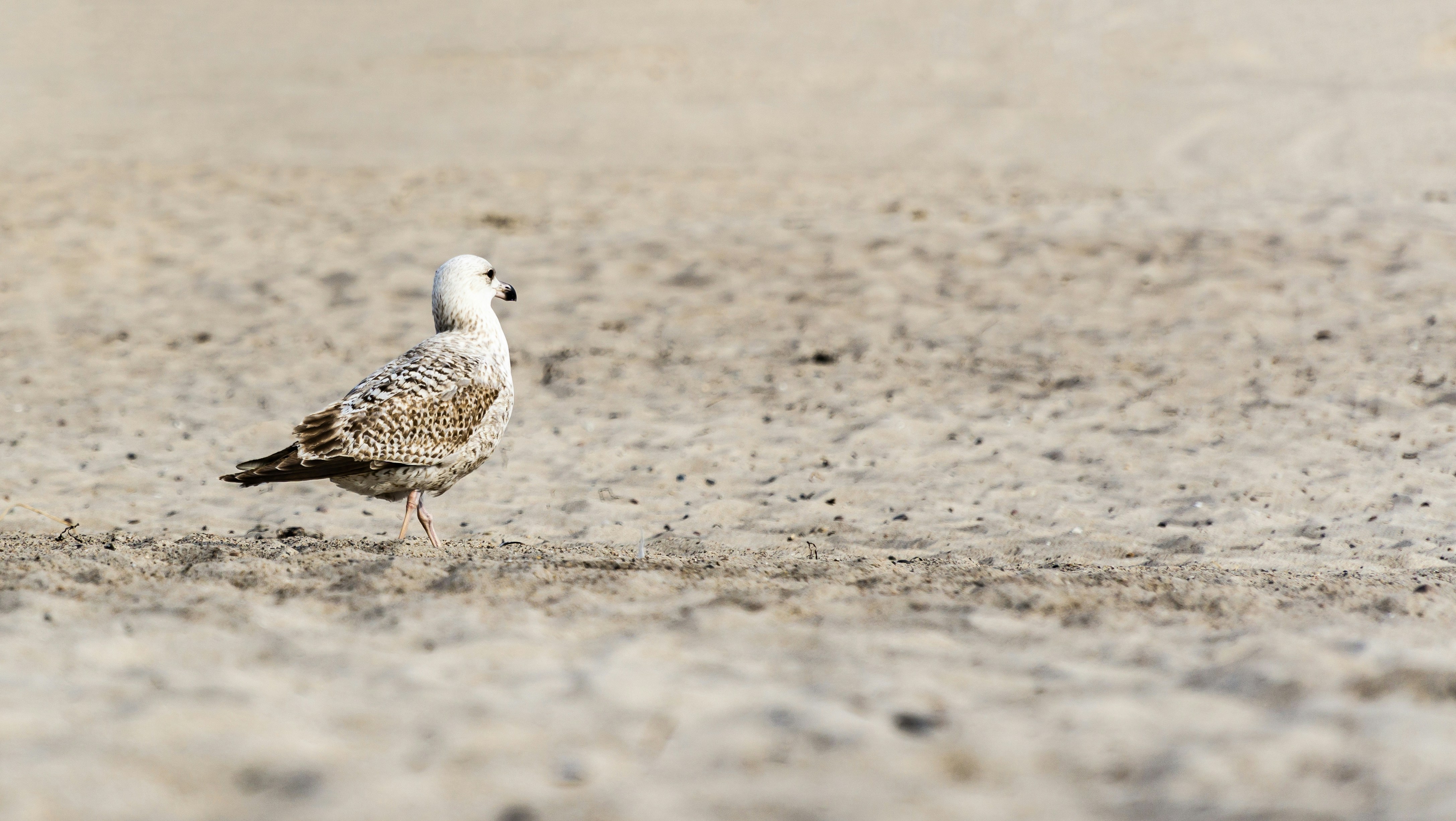A white and brown speckled bird walking on a sandy beach, with soft, blurred background tones accentuating its presence.