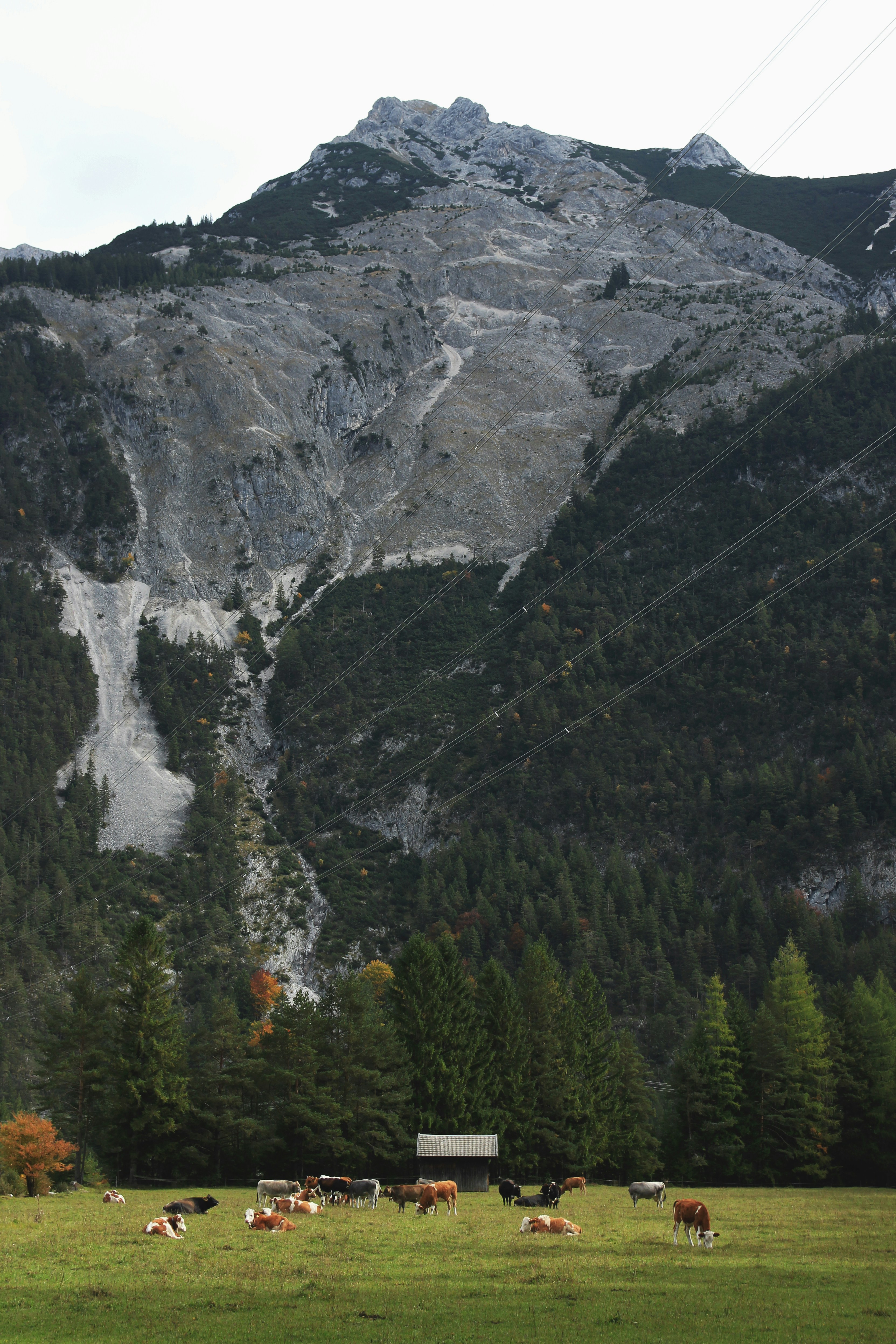 Cows grazing peacefully in a verdant meadow, framed by towering mountains and lush forests. Power lines stretch across the scene, adding a modern touch to the natural landscape.