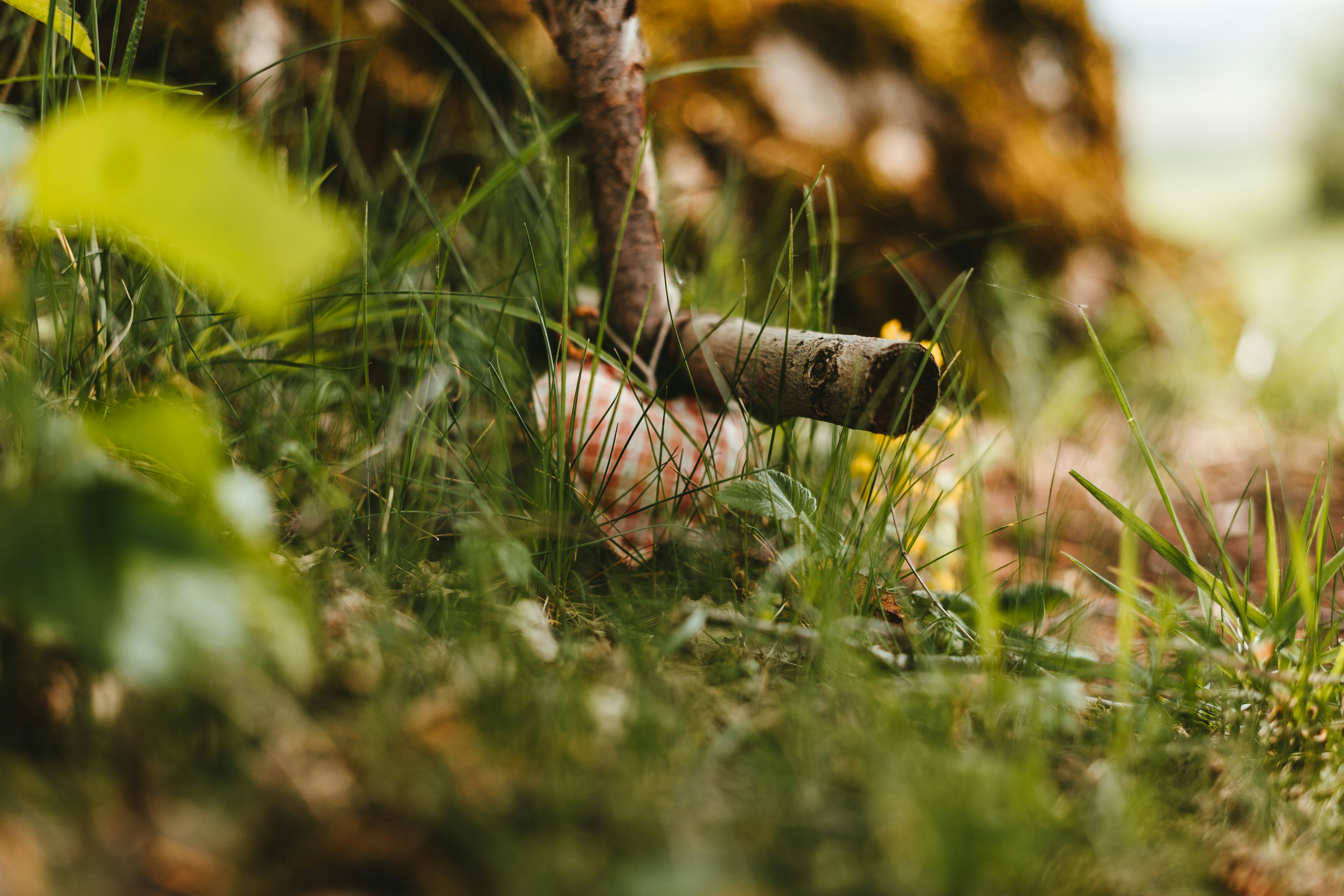 A close up of an object in the grass photo – Free Grass Image on Unsplash