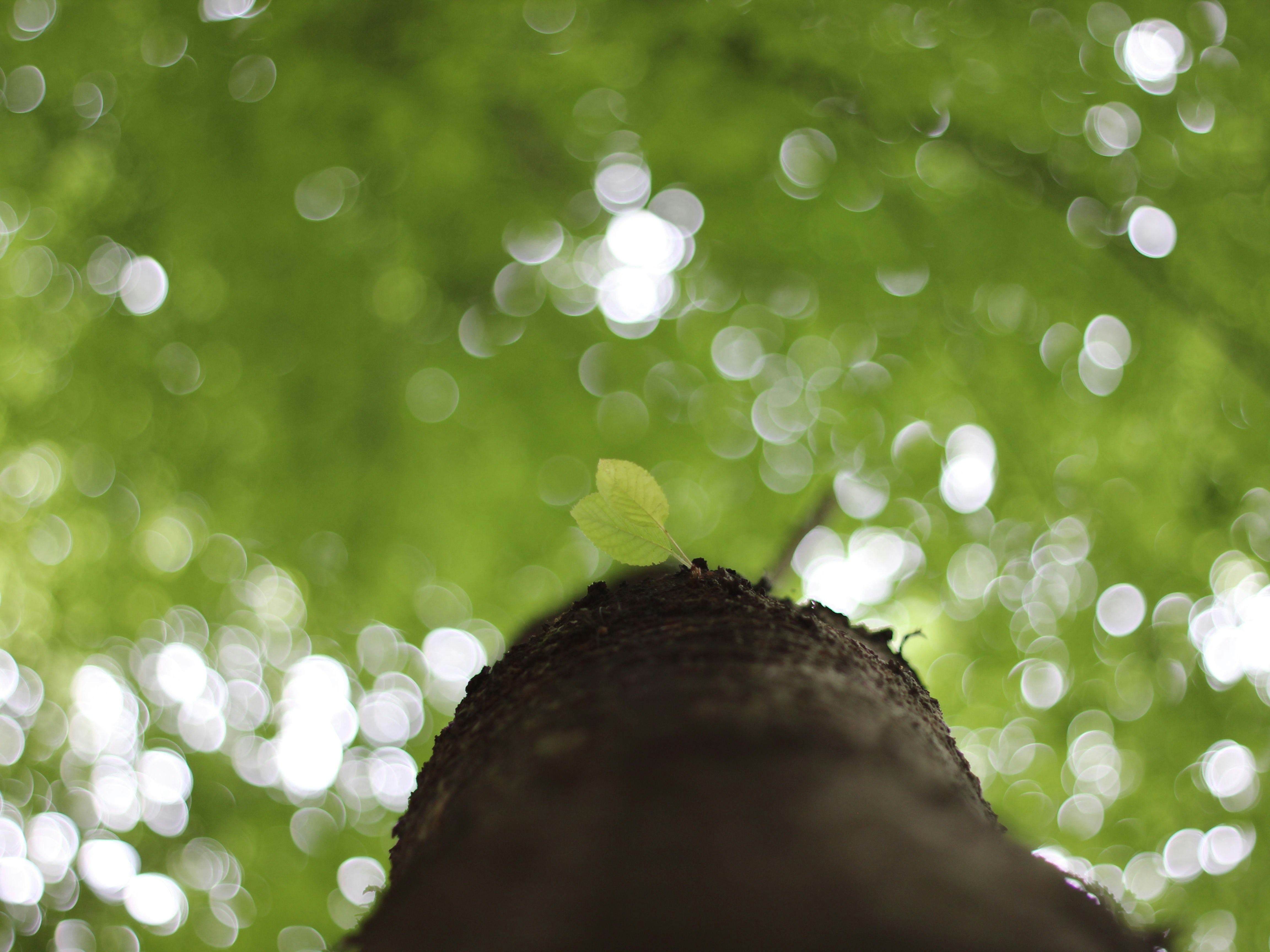 Green-leafed tree photo – Free Green Image on Unsplash