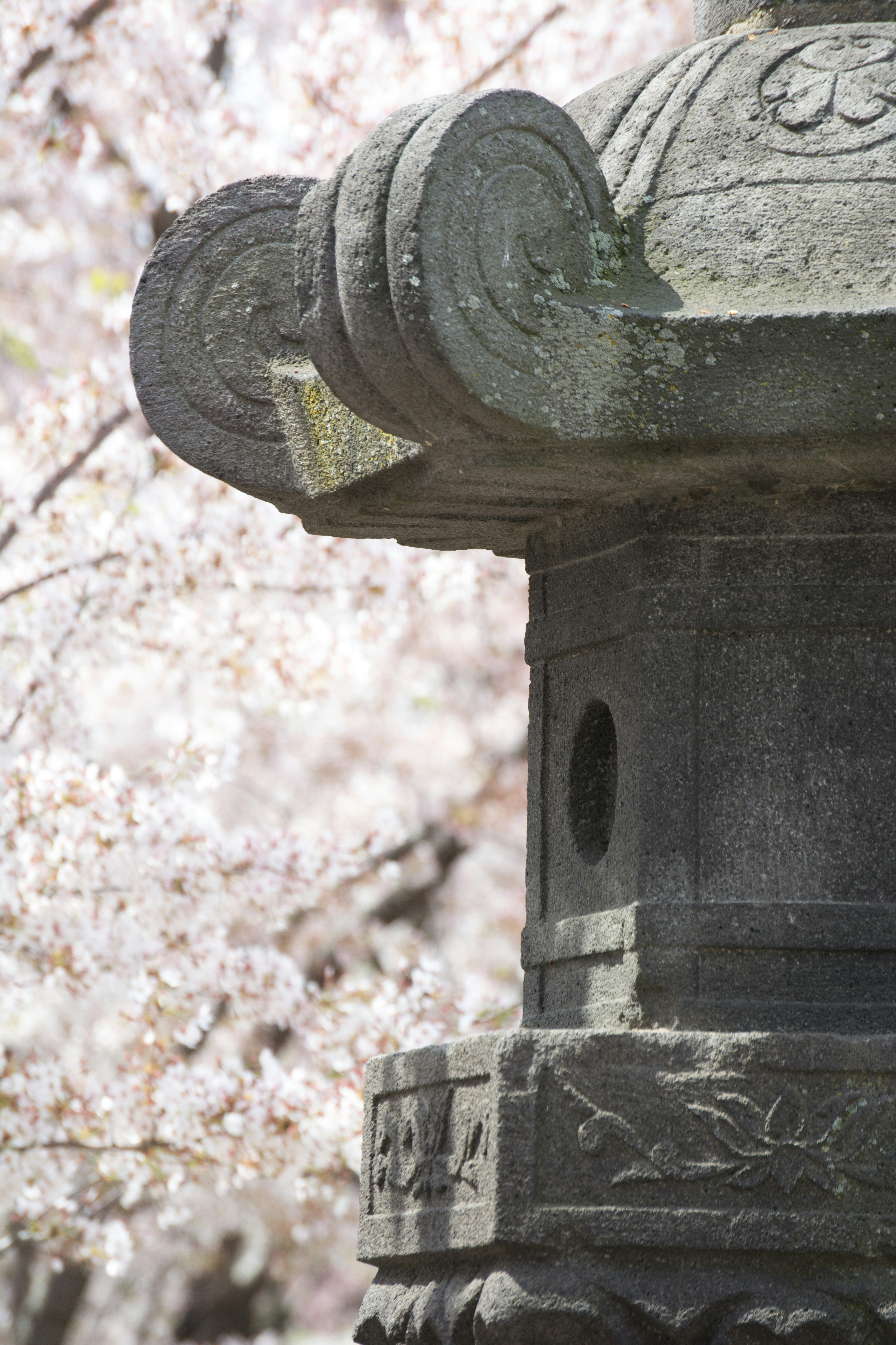 Carved Stone Lantern Among Spring Sakura