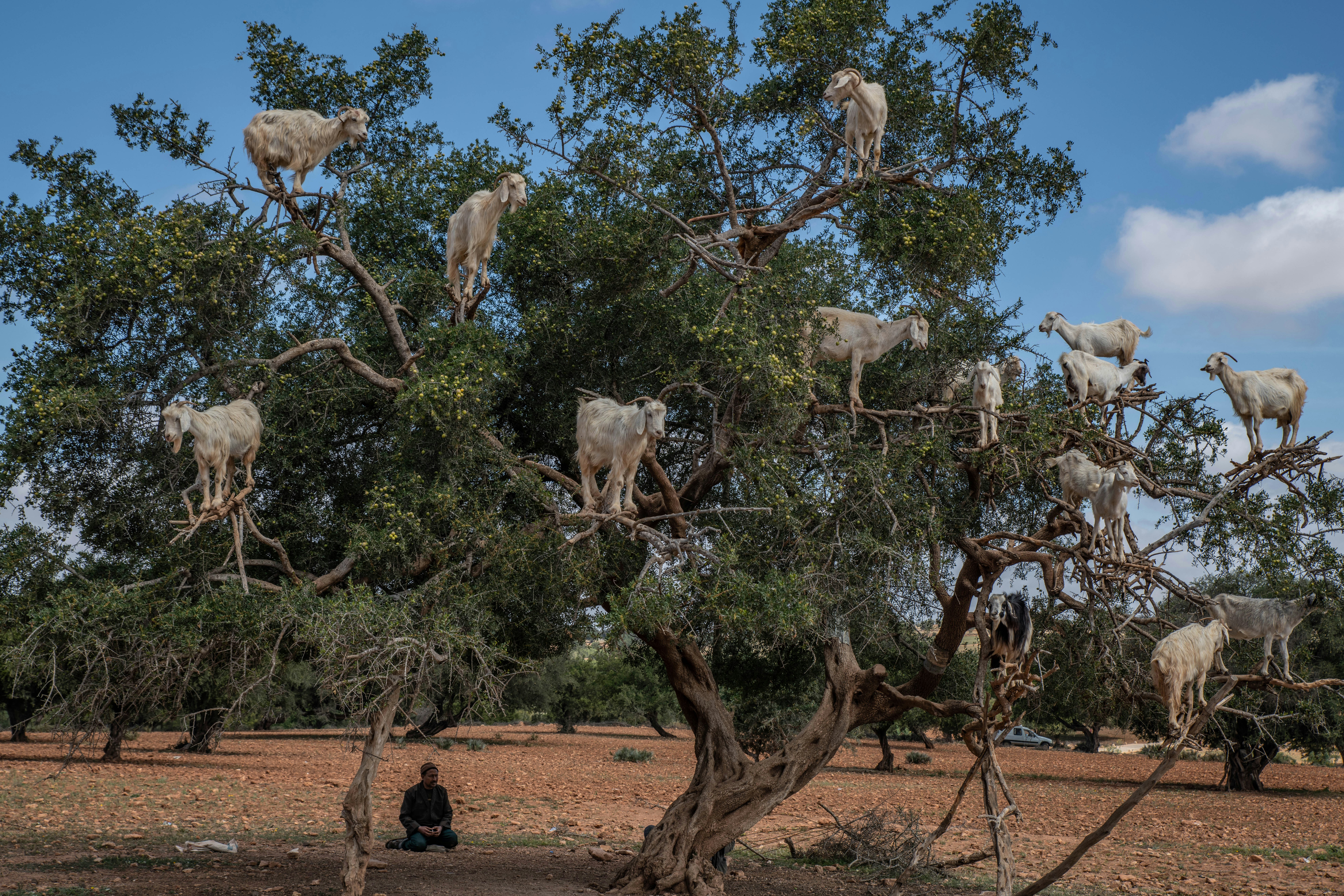 Group of sheep on tree photo – Free Grey Image on Unsplash