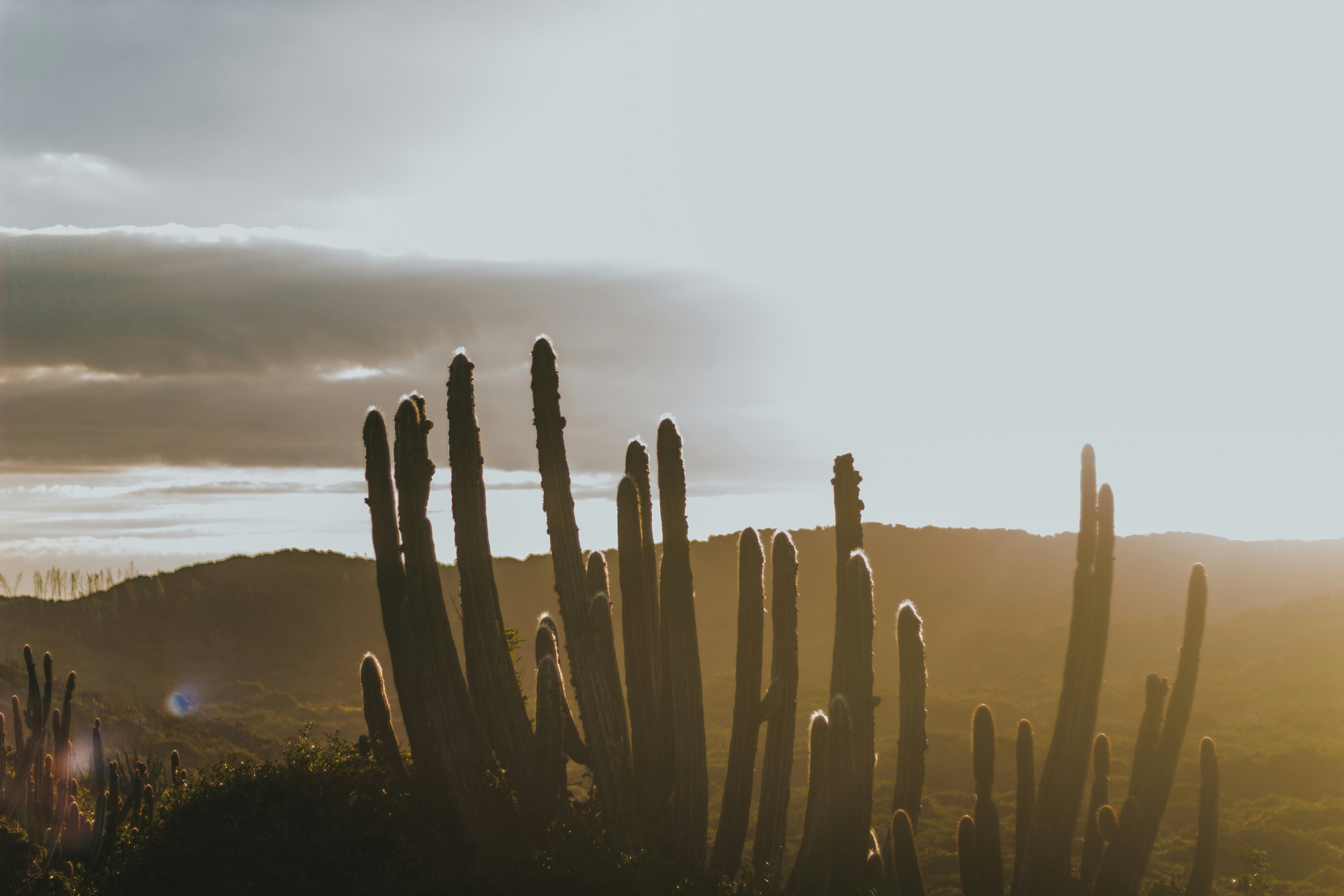 Tall cacti silhouetted against a sunrise over distant mountains.