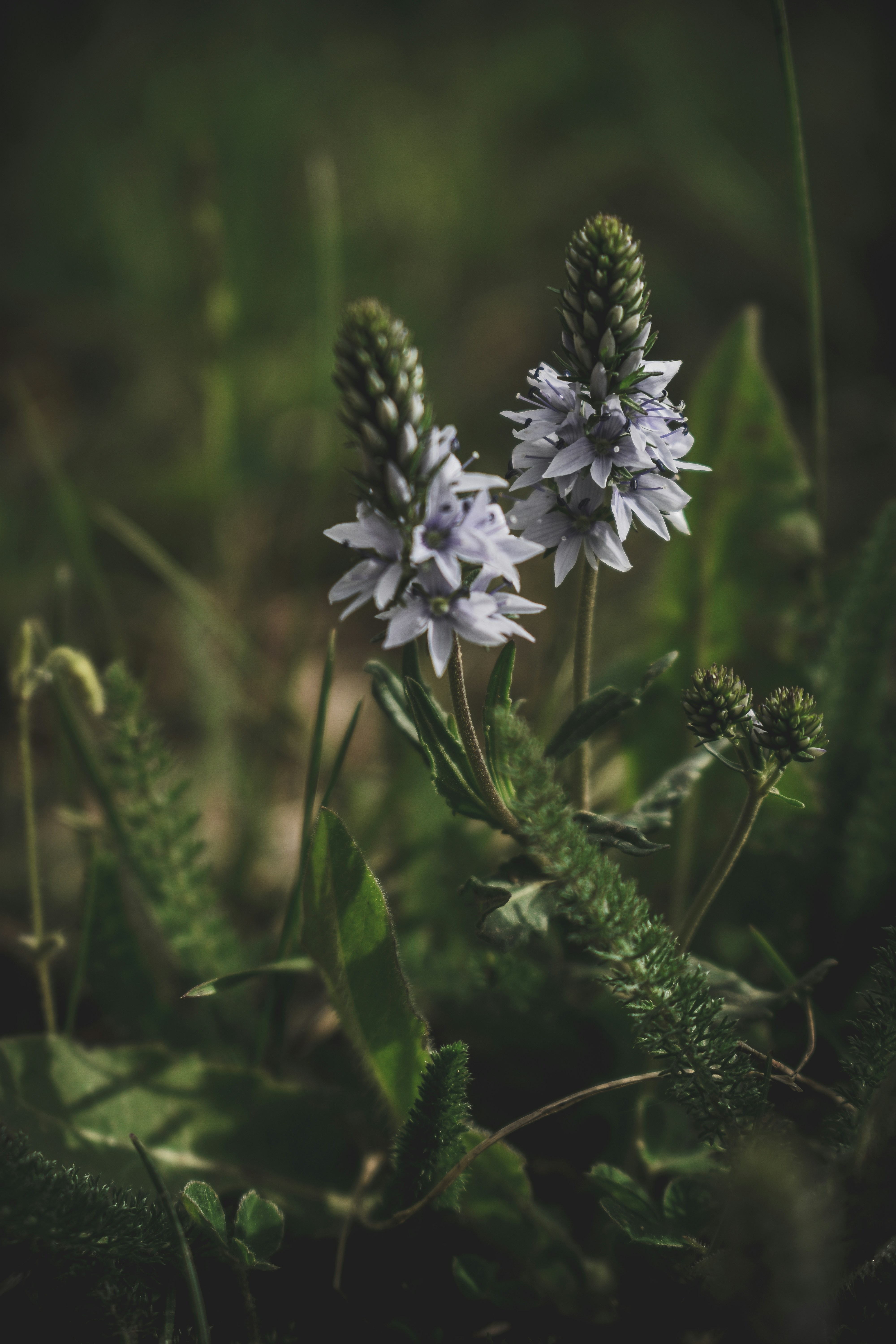 Dusk-Lit Lupines: Pale Spireflowers in a Quiet Meadow