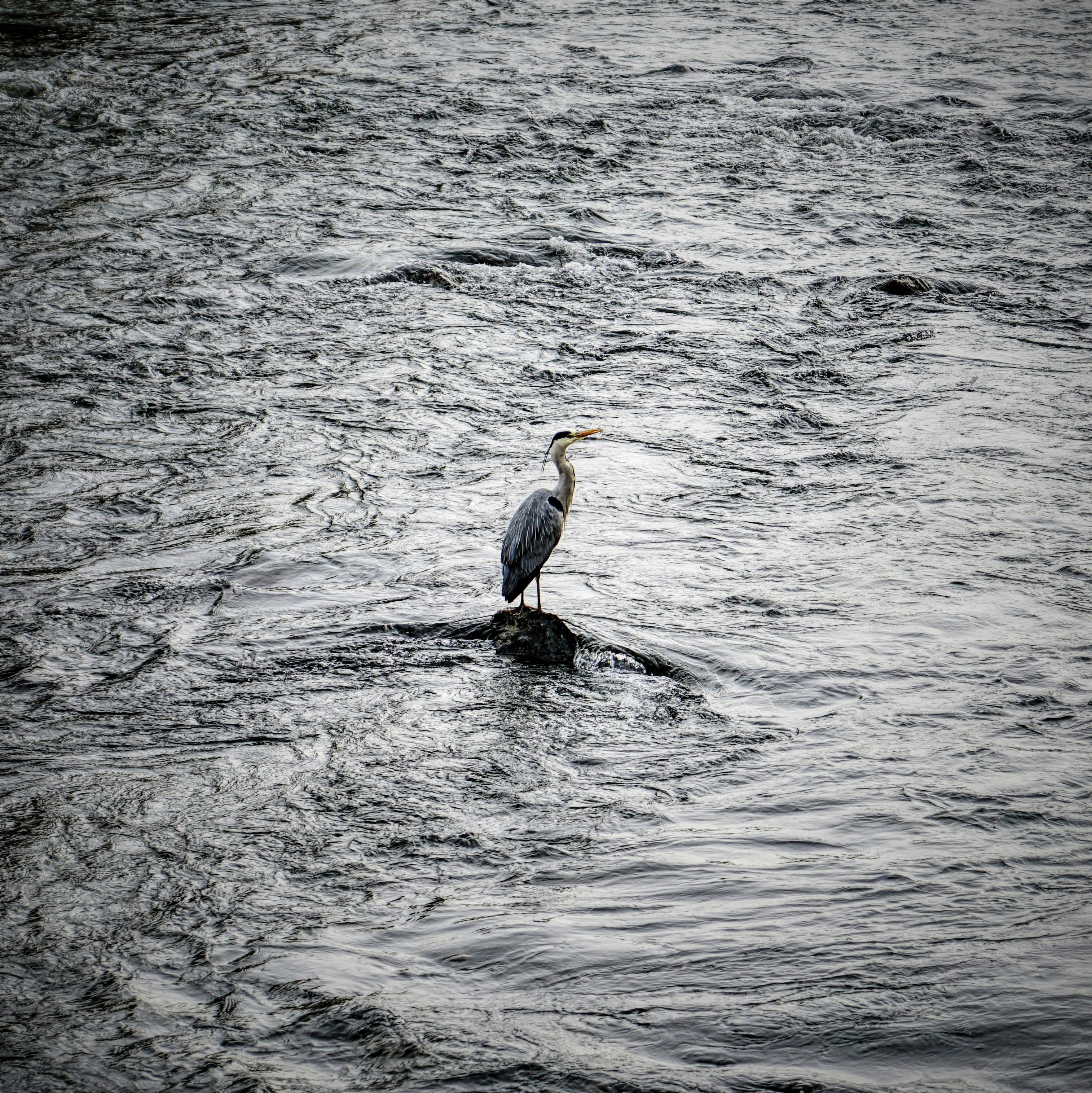 A grey heron stands poised on a rock amidst flowing water, embodying tranquility and focus in its natural habitat.