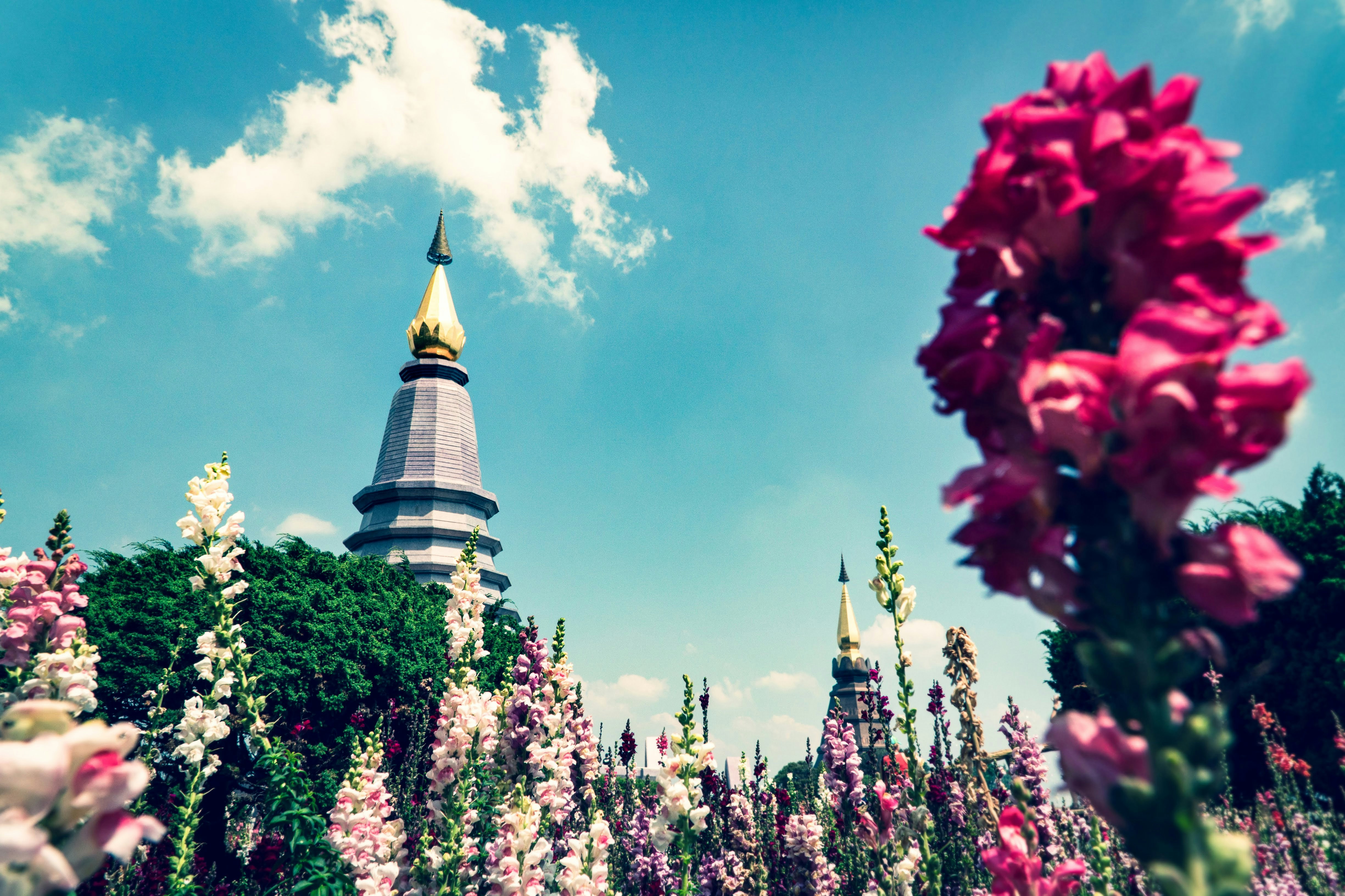 Temple Spire Rises Above a Sea of Pink Foxgloves Under a Clear Blue Sky