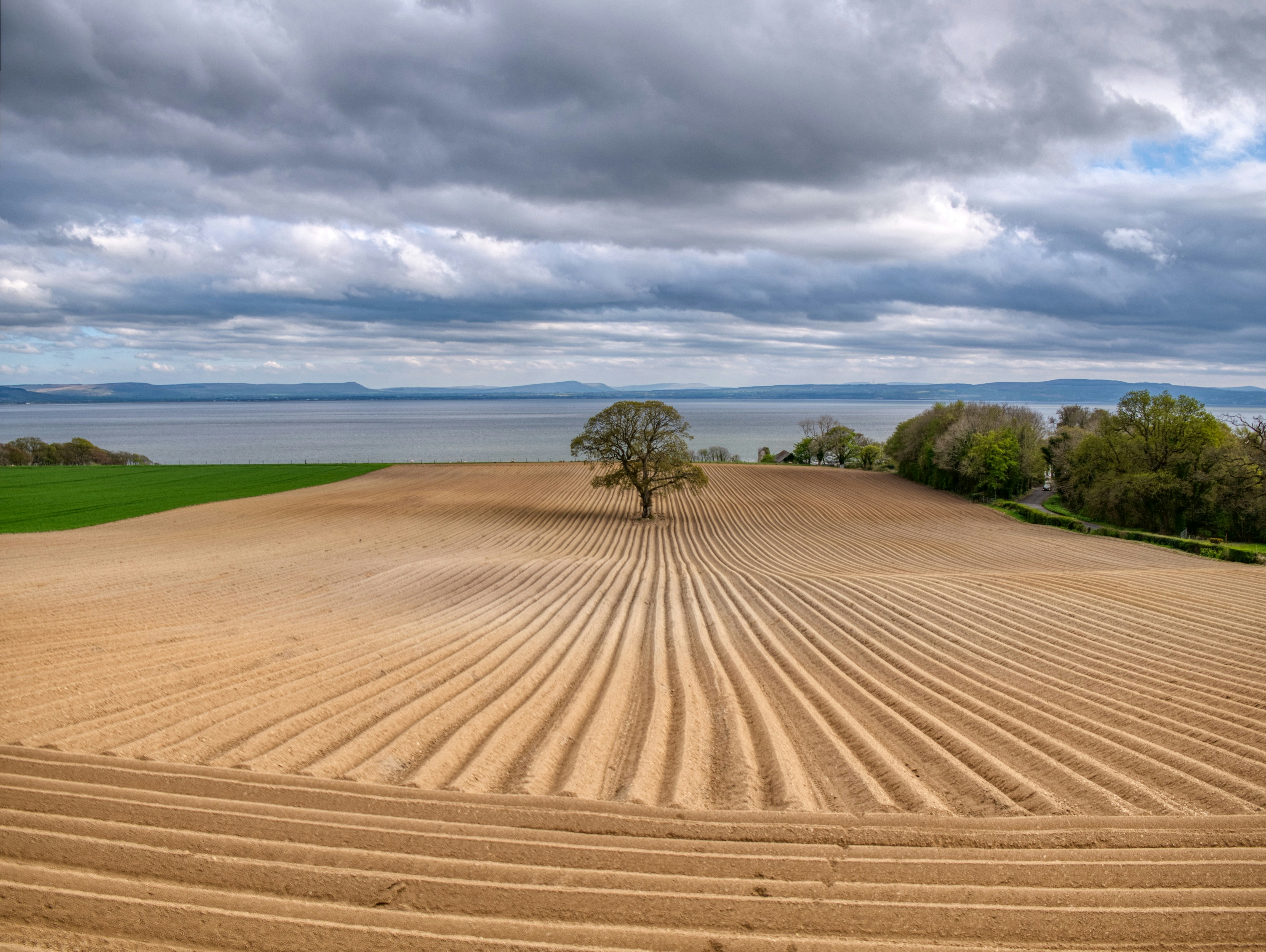  Lone Tree in Furrowed Field Framing a Horizon of Water and Clouds