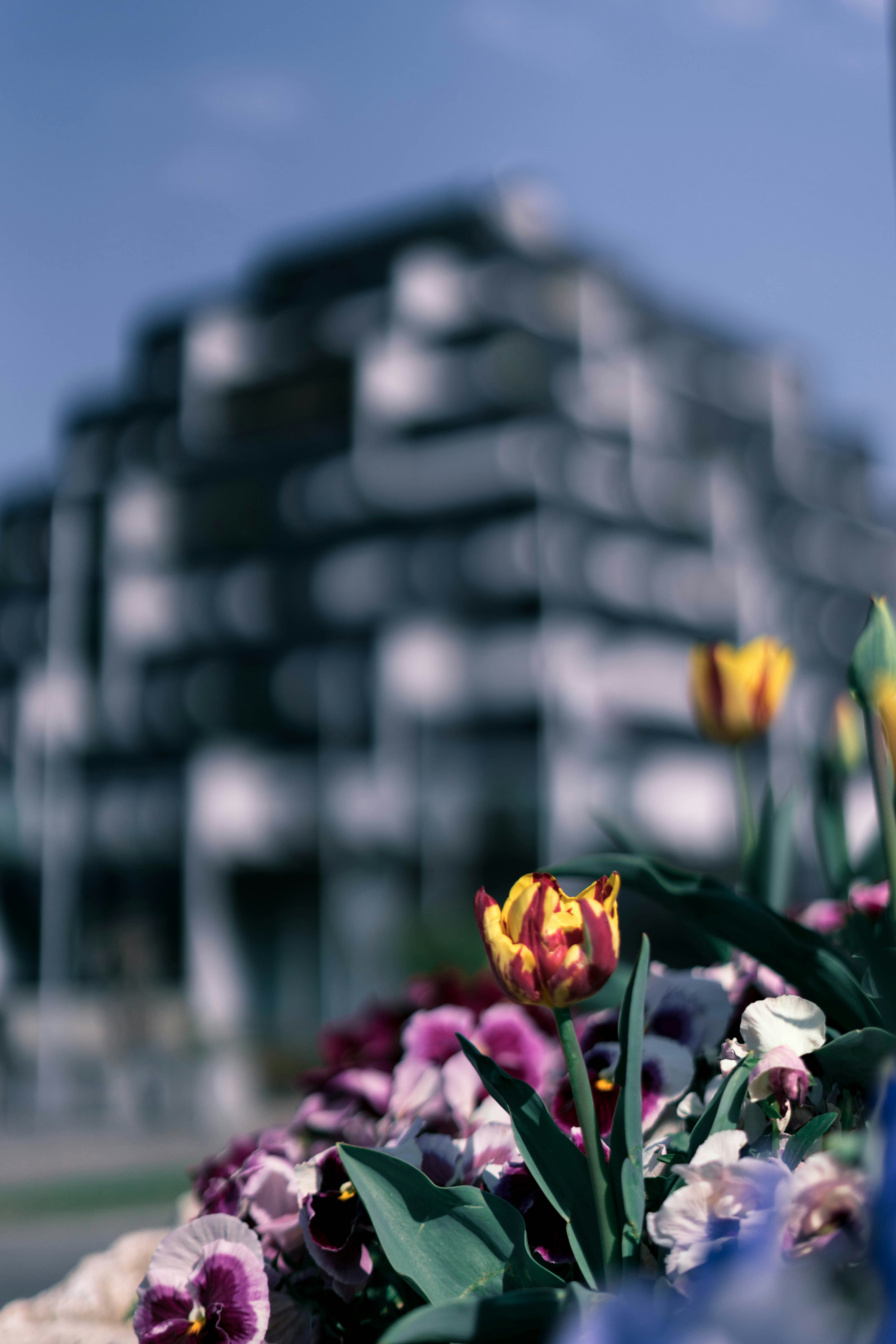 Tulip Parade in Focus: Blooms Against a Blurred Urban Facade