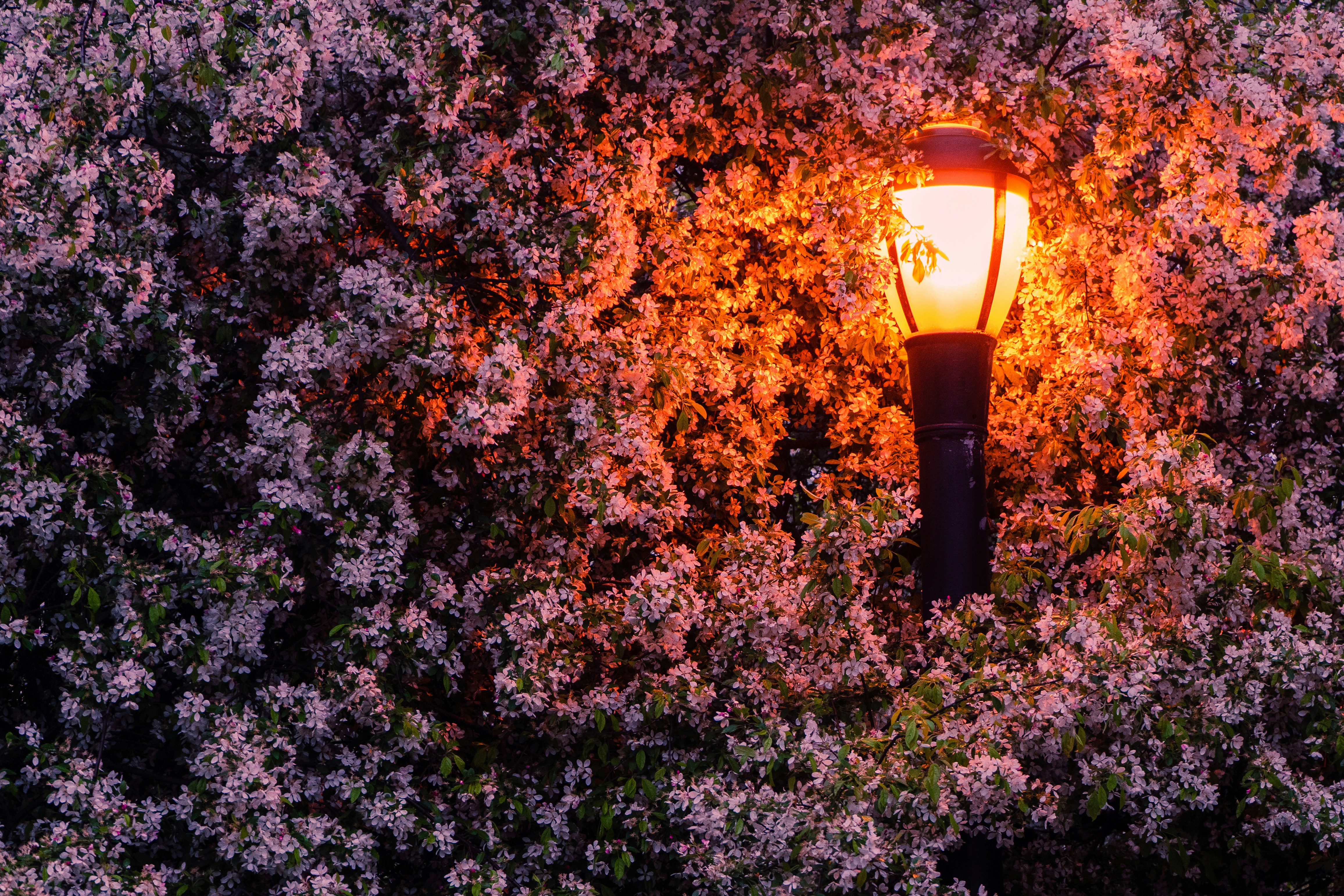 Amber Lantern Amid a Sea of Pink Blossoms