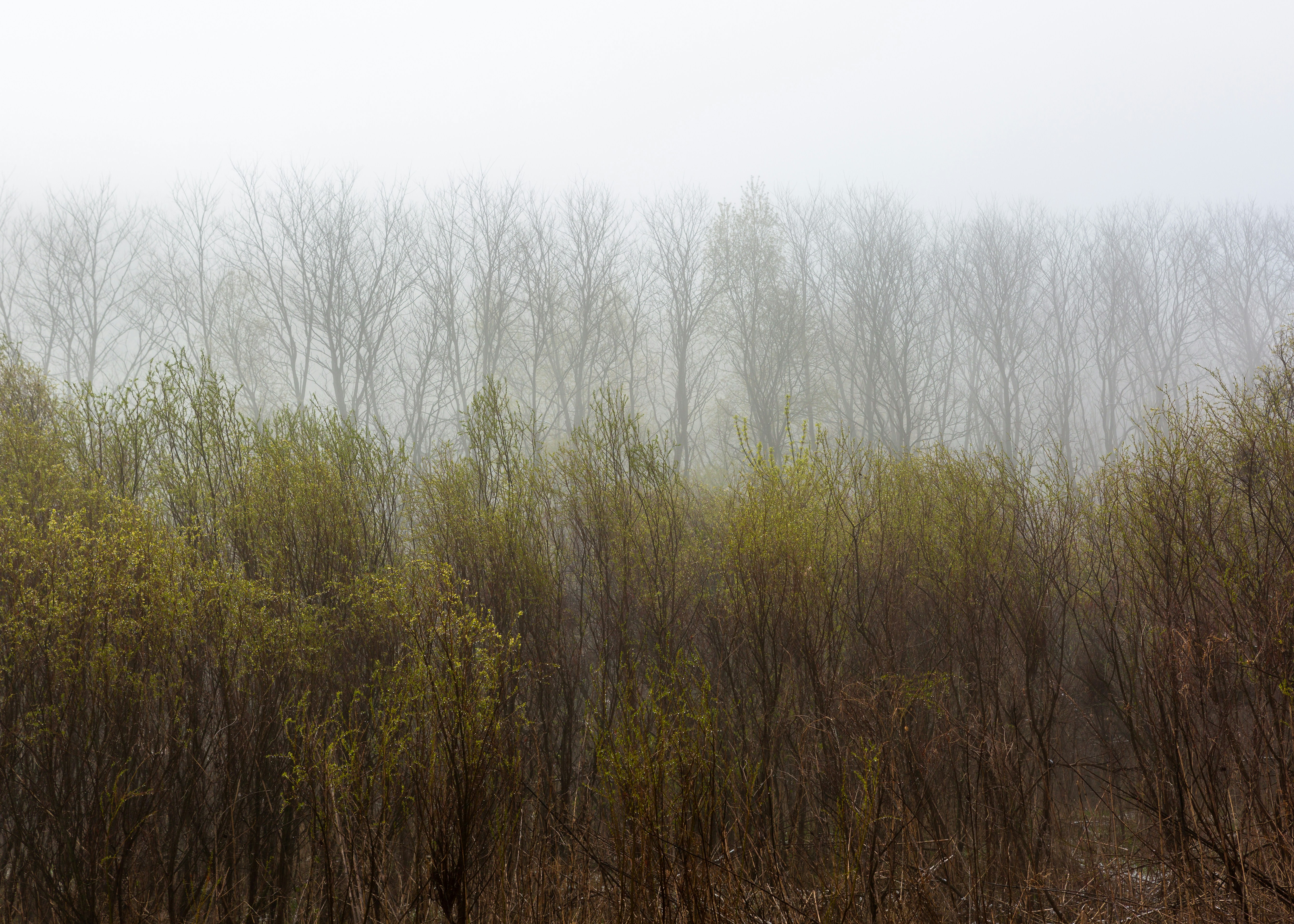 green trees